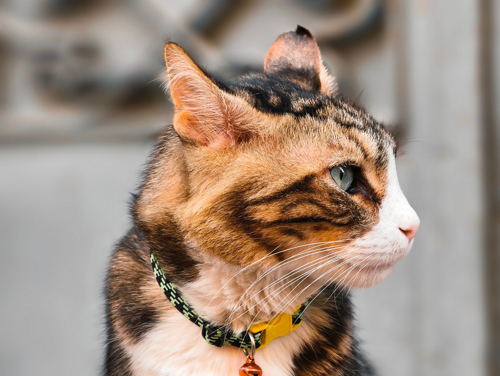 Cat Profile Photos, Download The BEST Free Cat Profile Stock Photos ...
