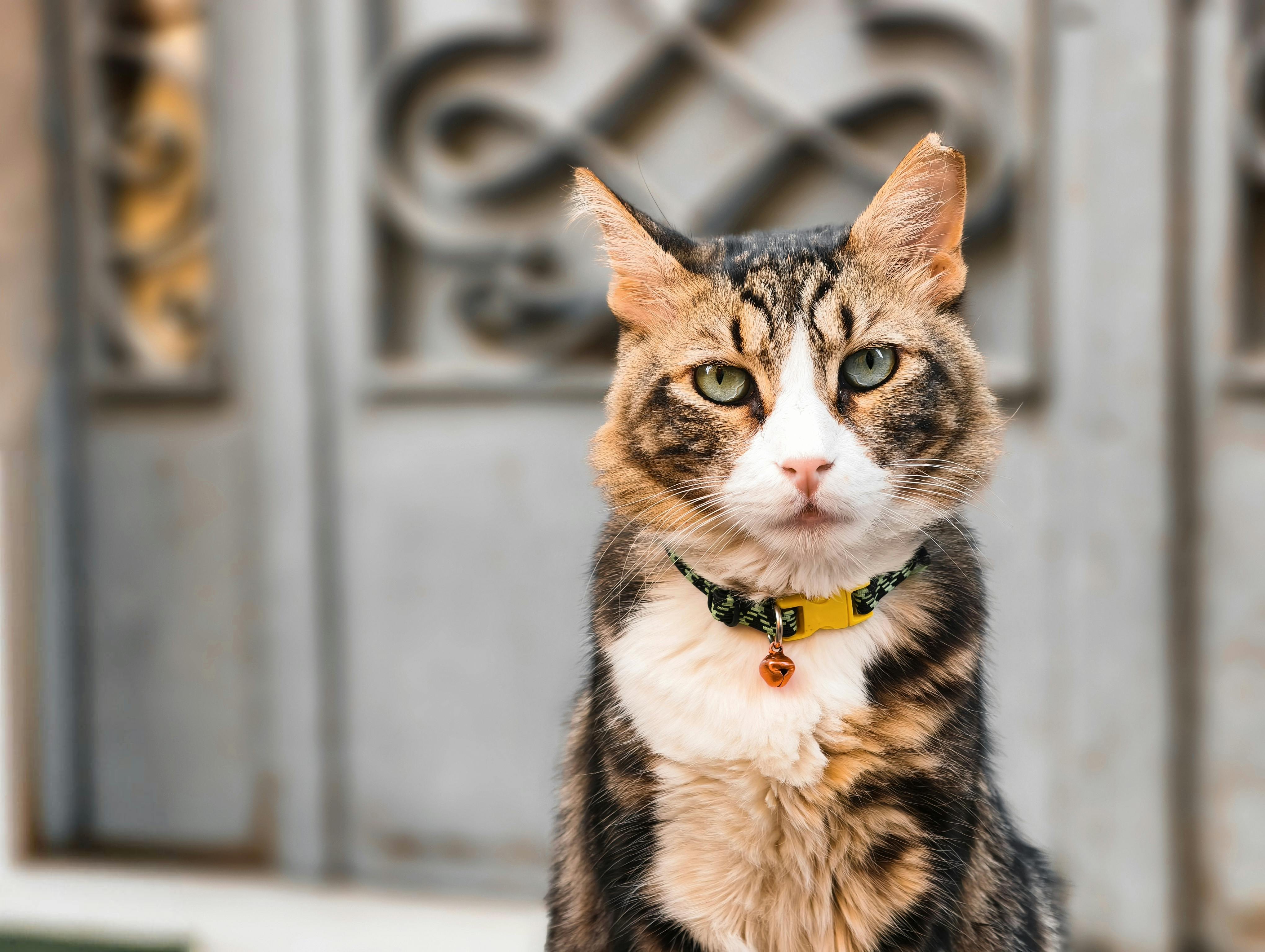 Alien Cat Photos, Download The BEST Free Alien Cat Stock Photos & HD Images