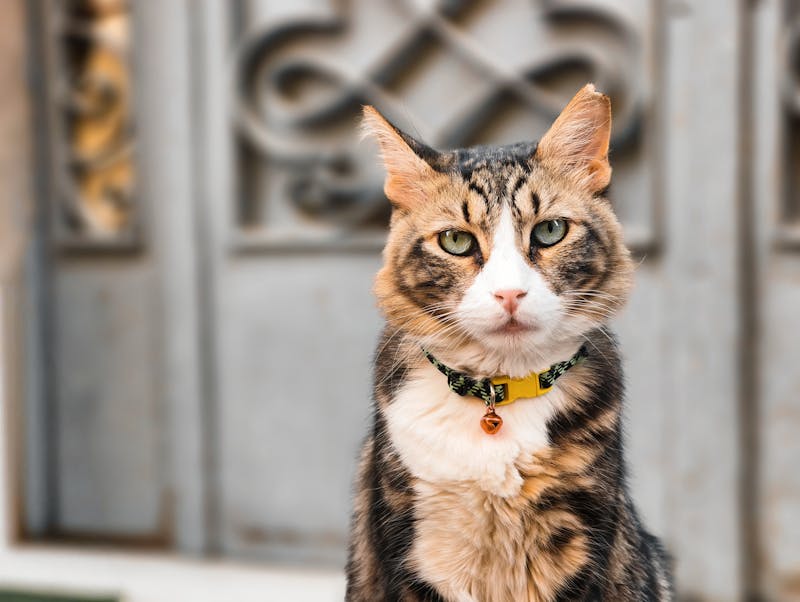 Alien Cat Photos, Download The BEST Free Alien Cat Stock Photos & HD Images