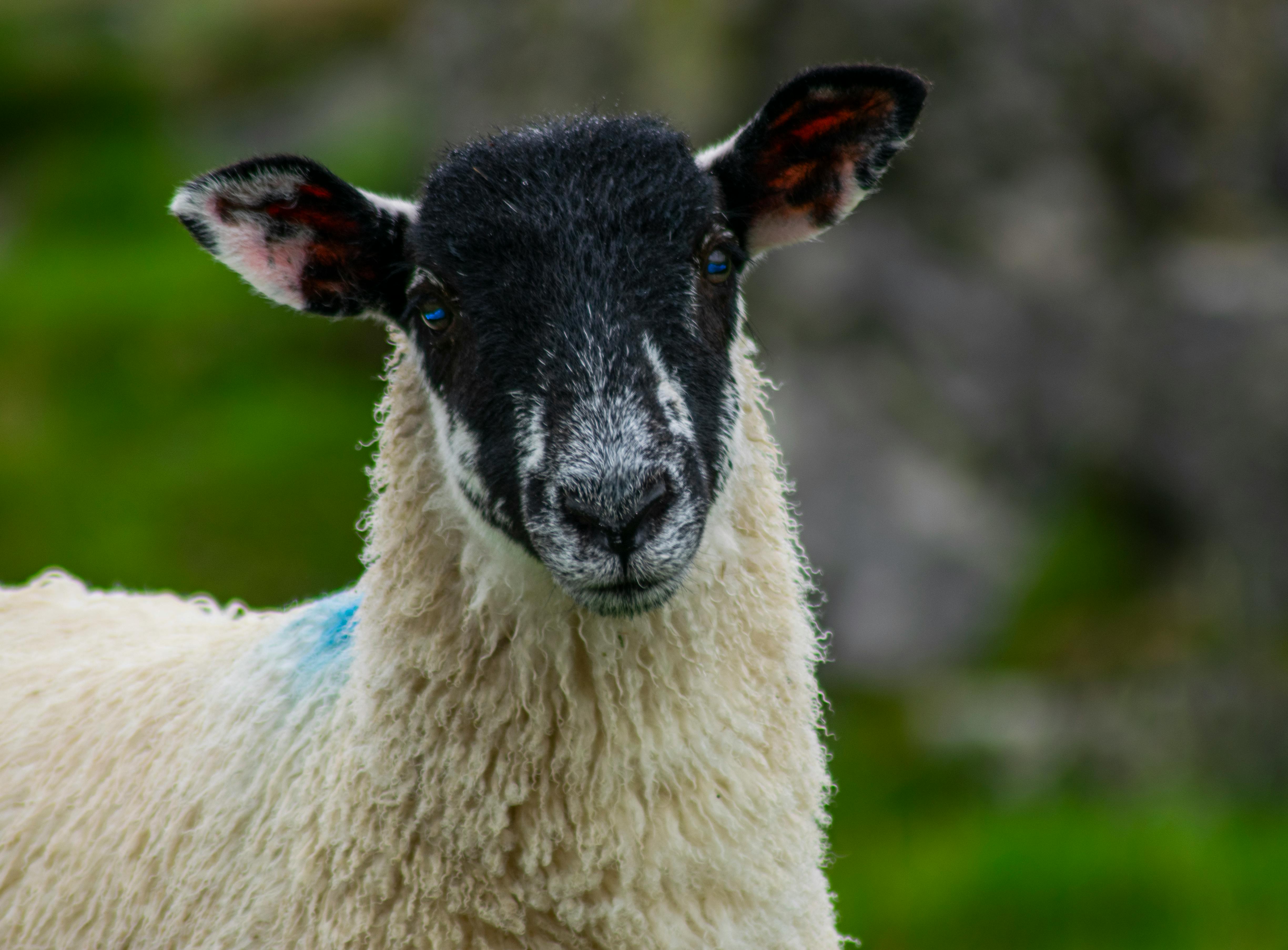 Sheep Png No Background Photos, Download The BEST Free Sheep Png No ...