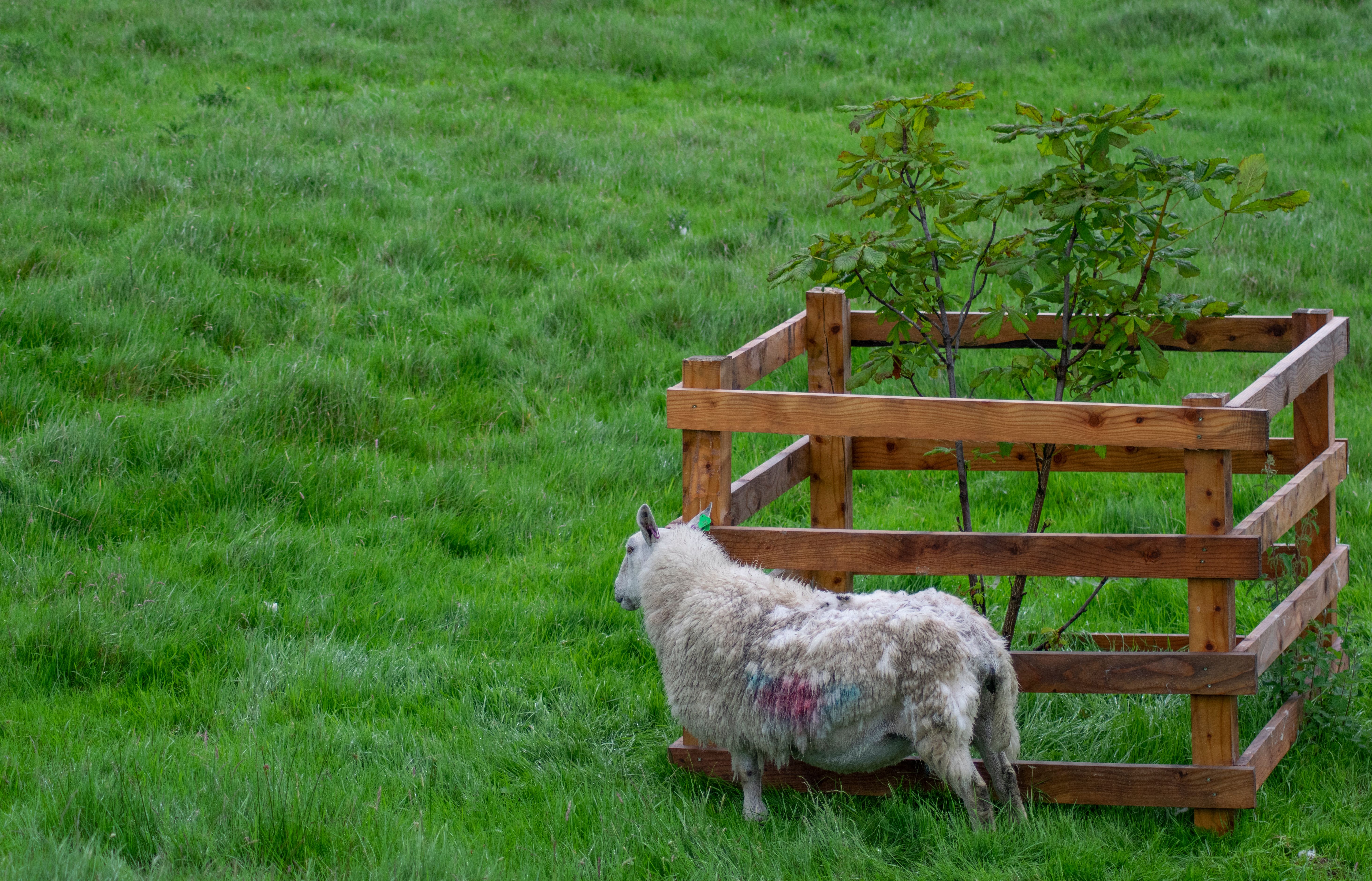 Sheep Grazing Next to Protected Sapling · Free Stock Photo