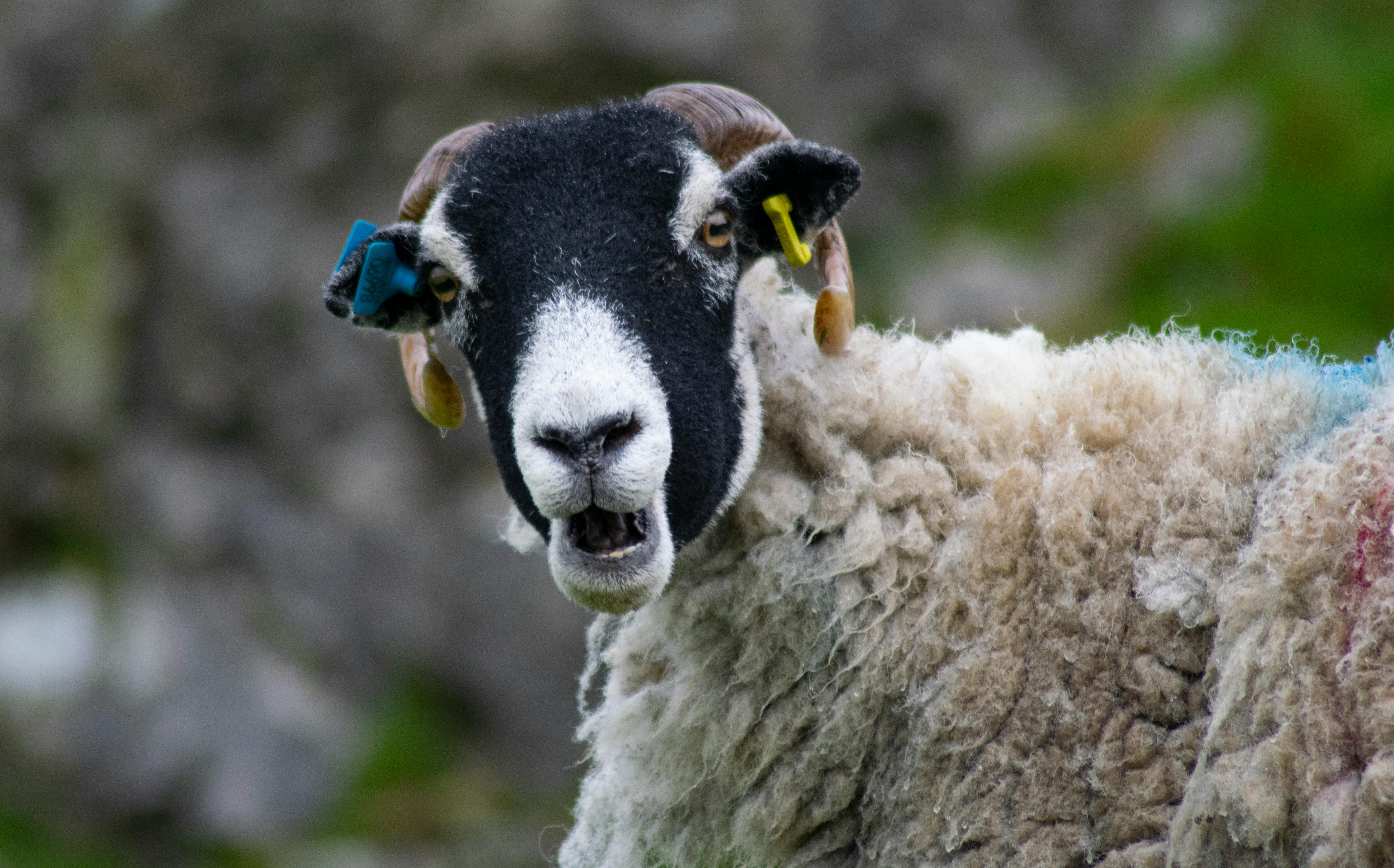 Sheep With A Shepherd Photos, Download The BEST Free Sheep With A ...