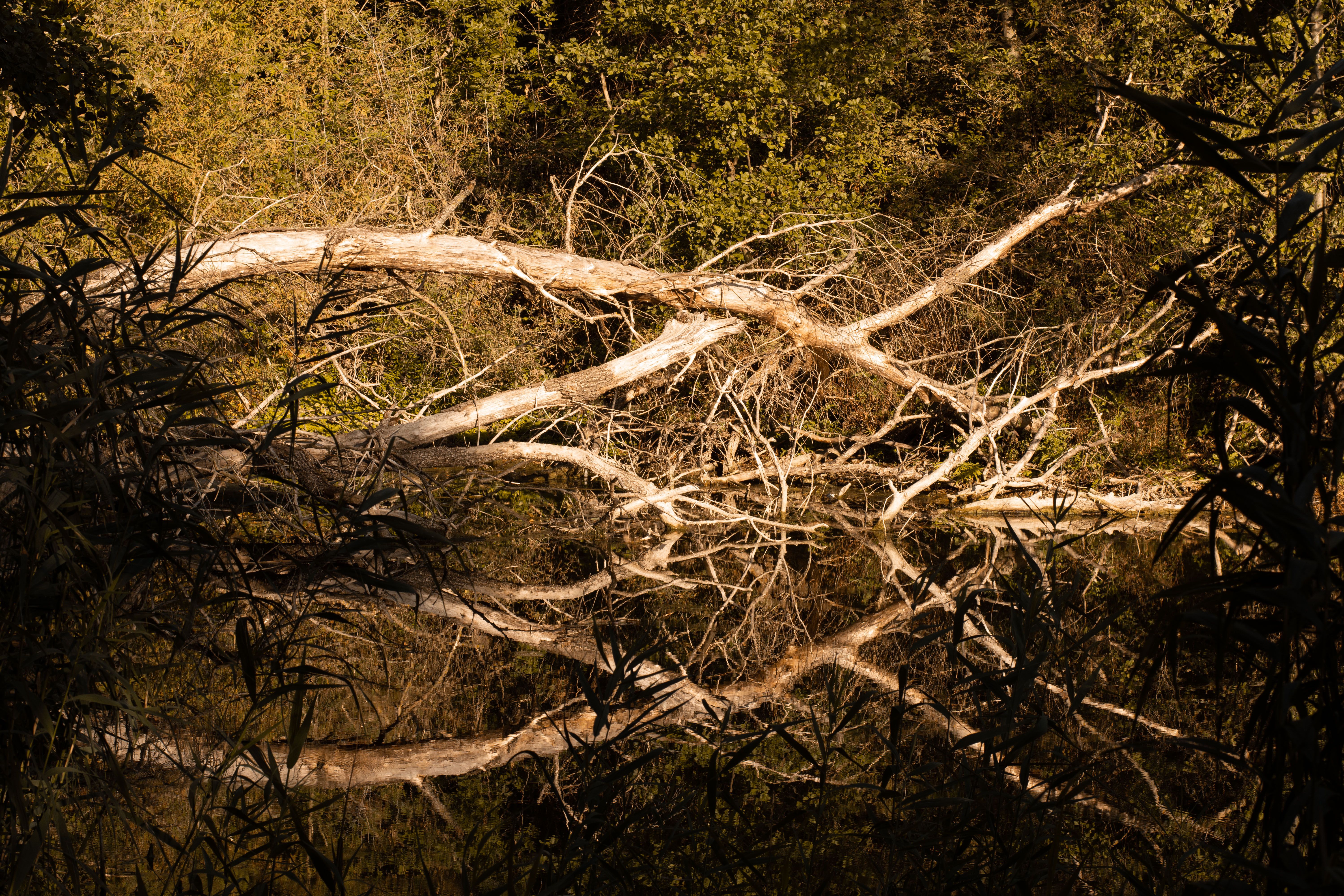 Serene Reflection of Fallen Tree in Forest · Free Stock Photo