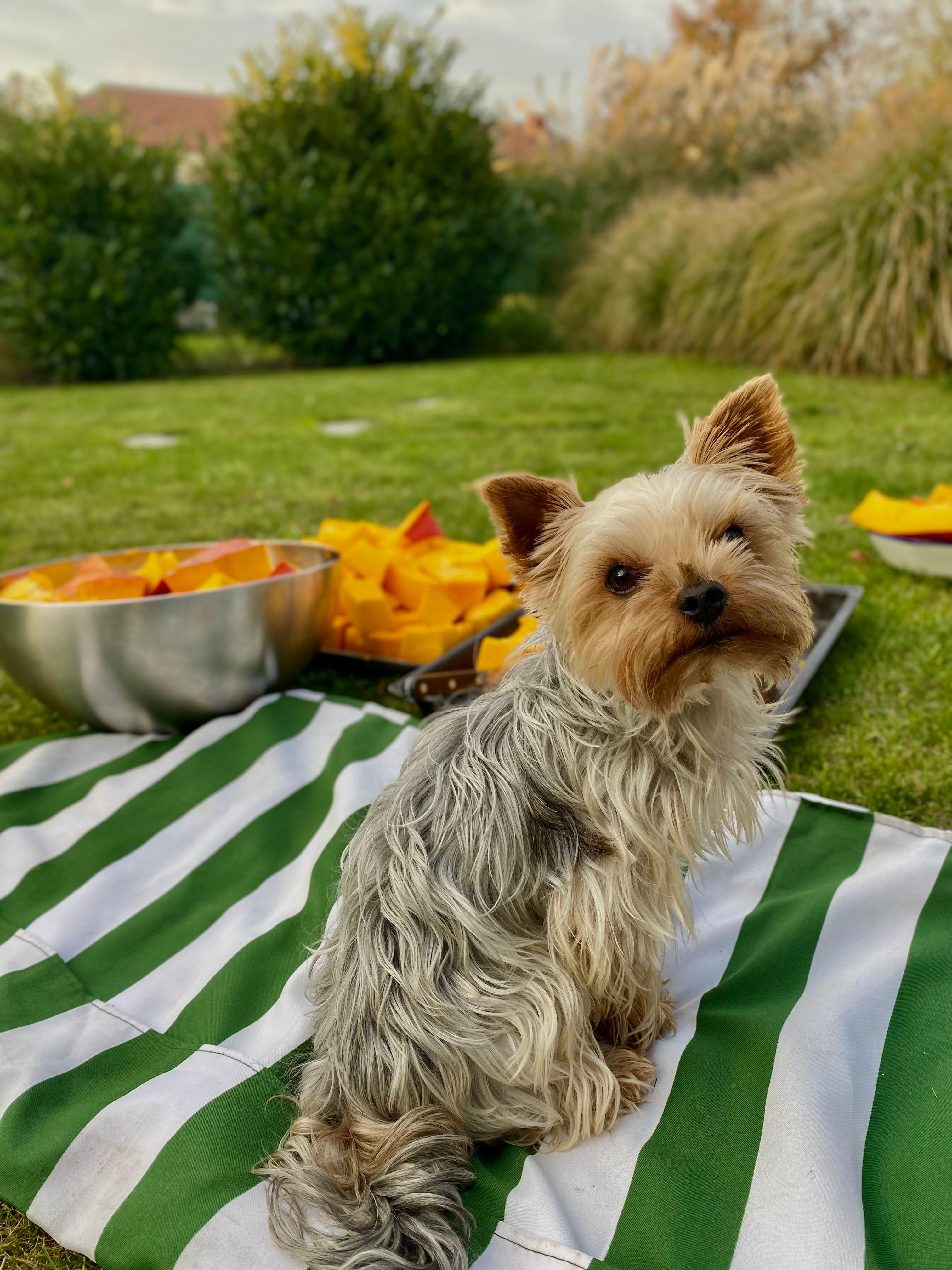Yorkie Dog Water Bowl Photos, Download The BEST Free Yorkie Dog Water ...