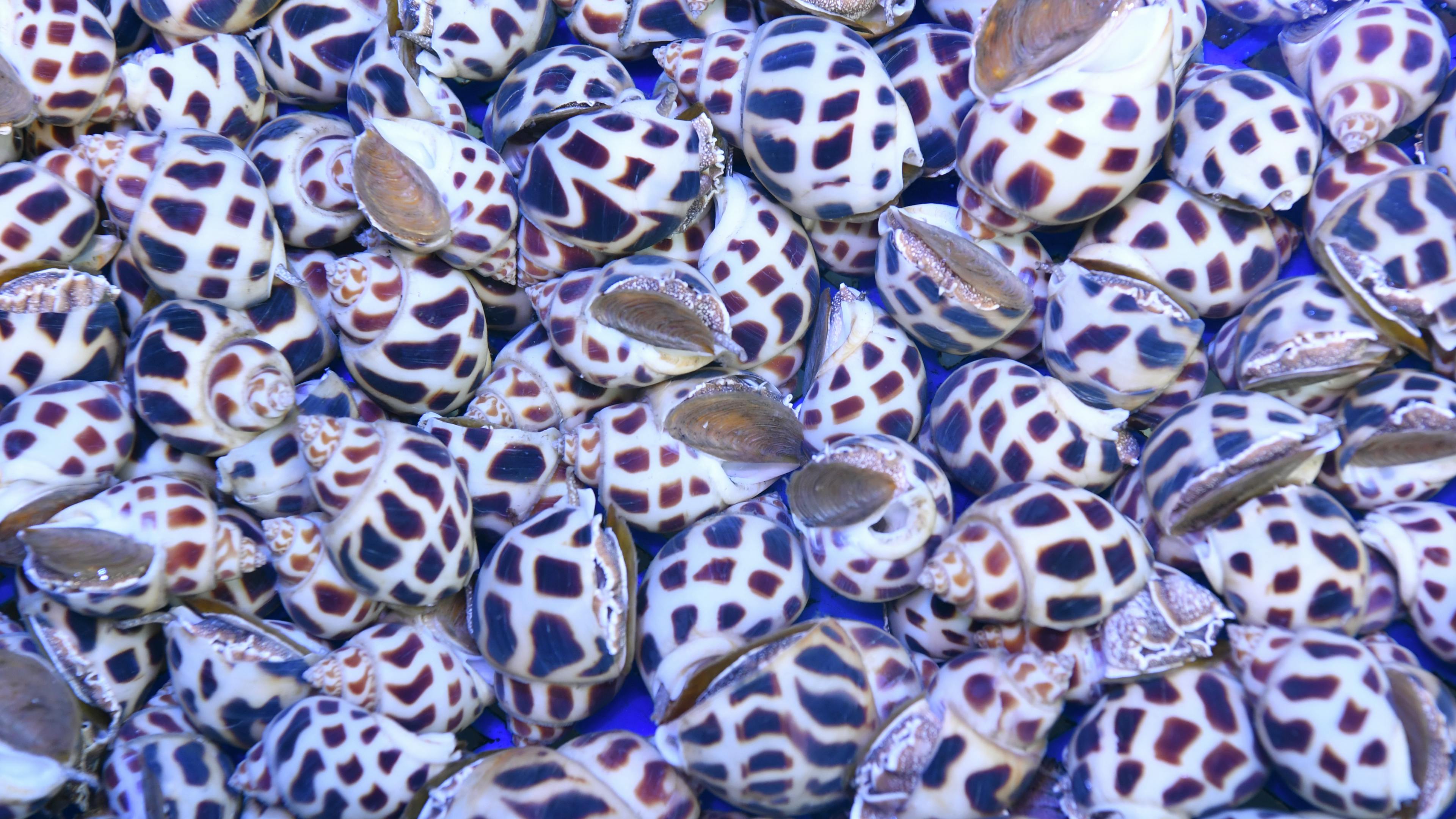 Sea Shells Photos, Download The BEST Free Sea Shells Stock Photos & HD ...