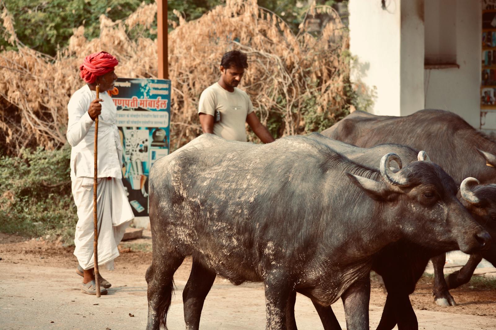 Indian Buffalo Photos, Download The BEST Free Indian Buffalo Stock ...