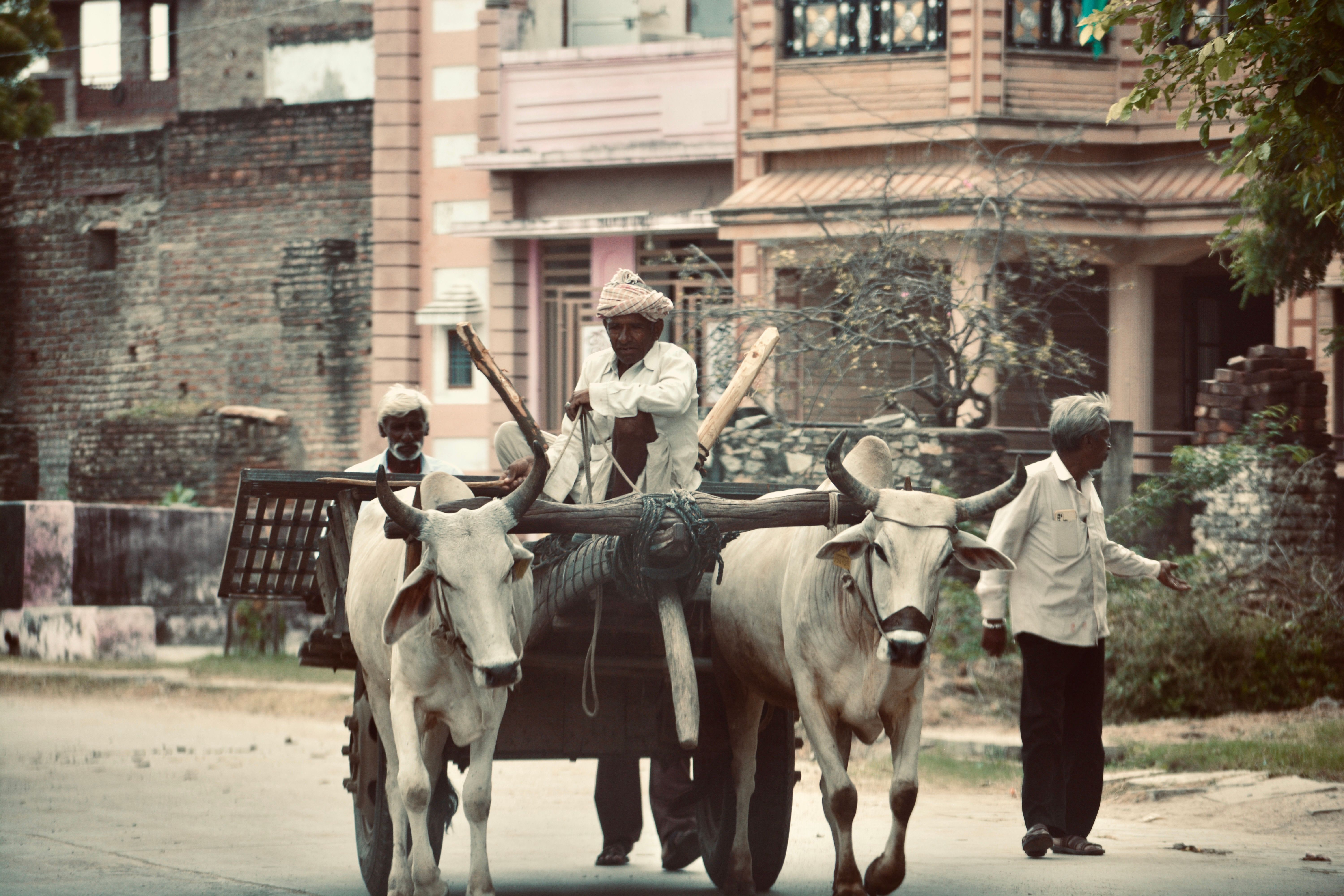 Traditional Ox Cart on Village Street Scene · Free Stock Photo