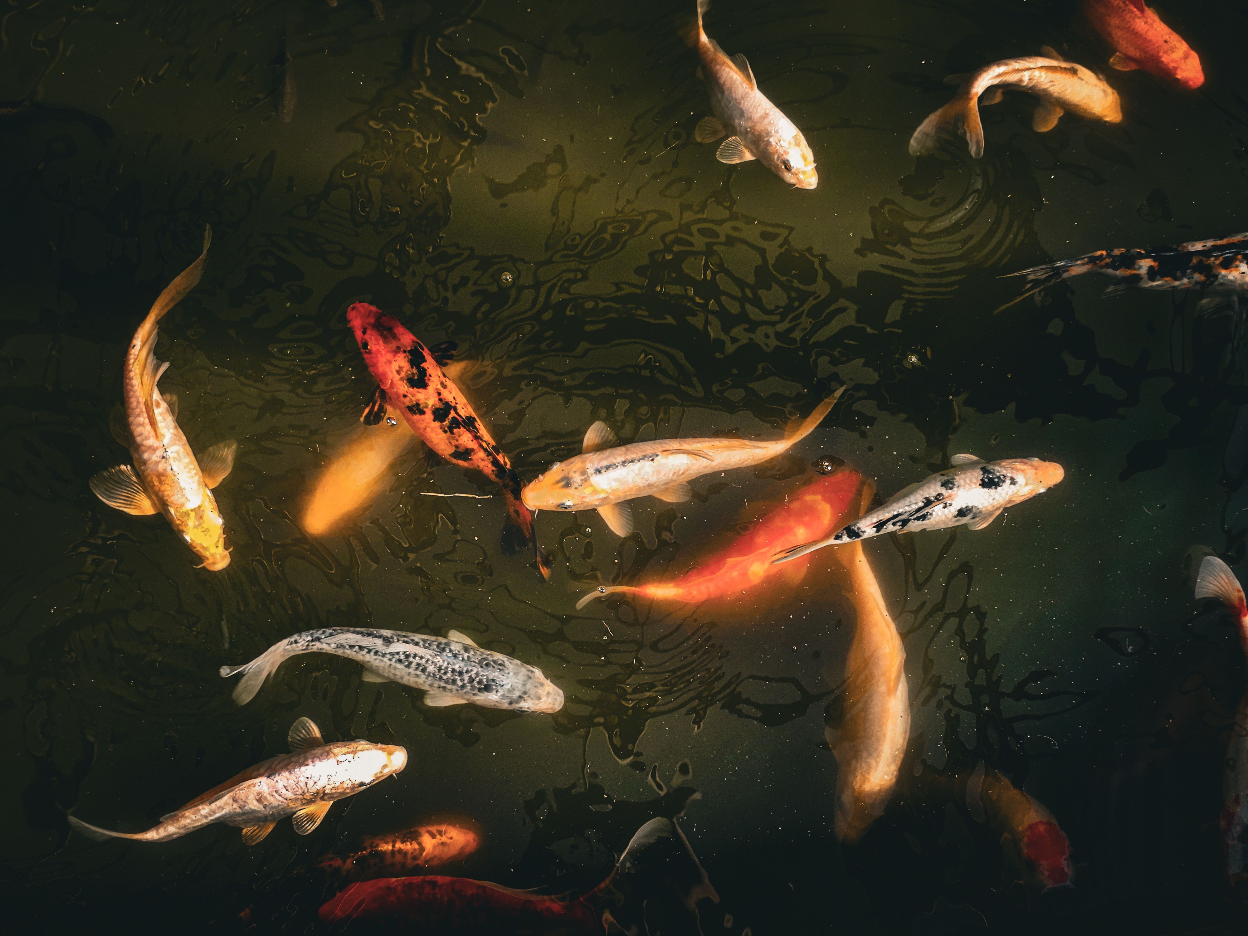 School Of Koi Fish · Free Stock Photo