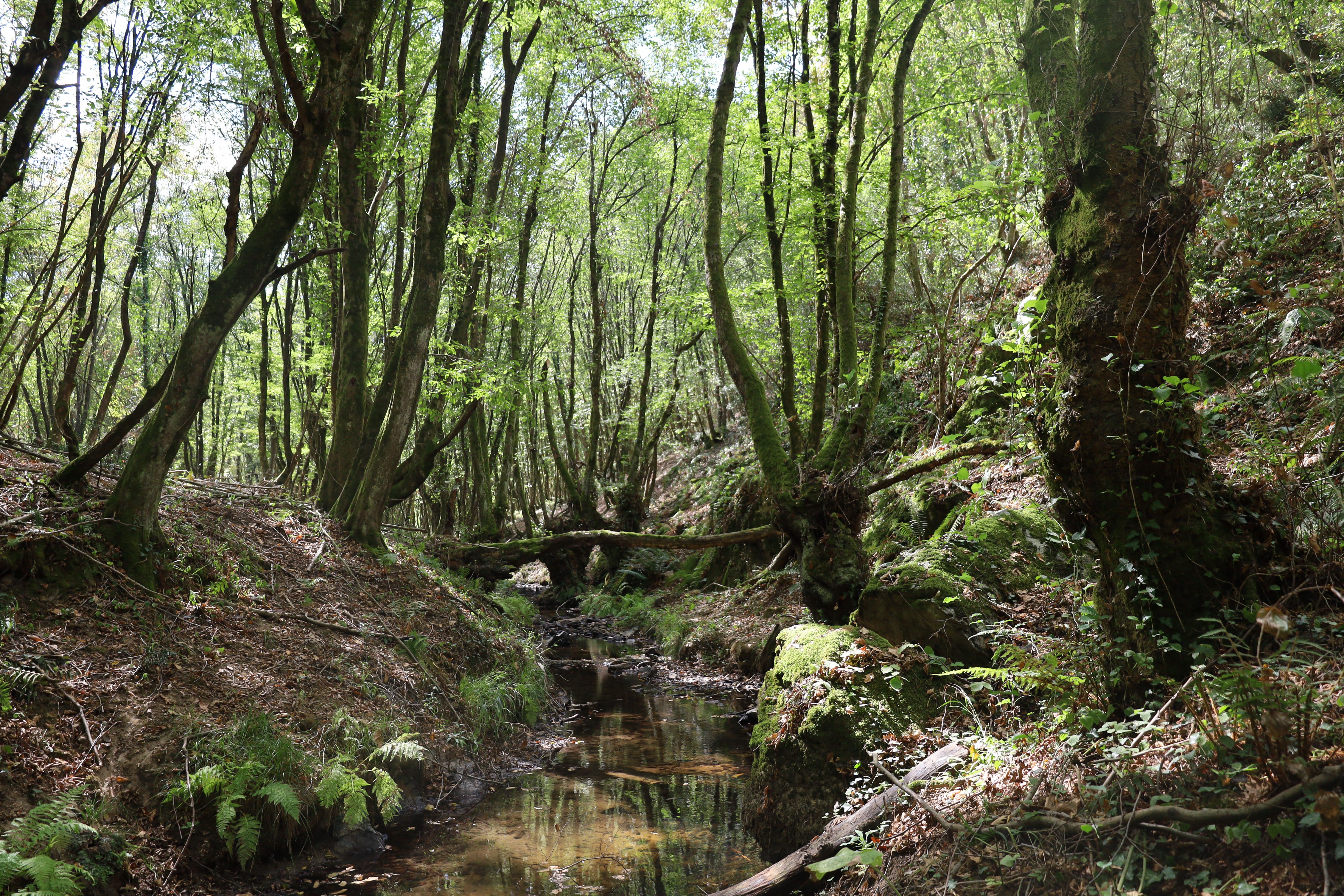 Peaceful Stream Photos, Download The BEST Free Peaceful Stream Stock ...