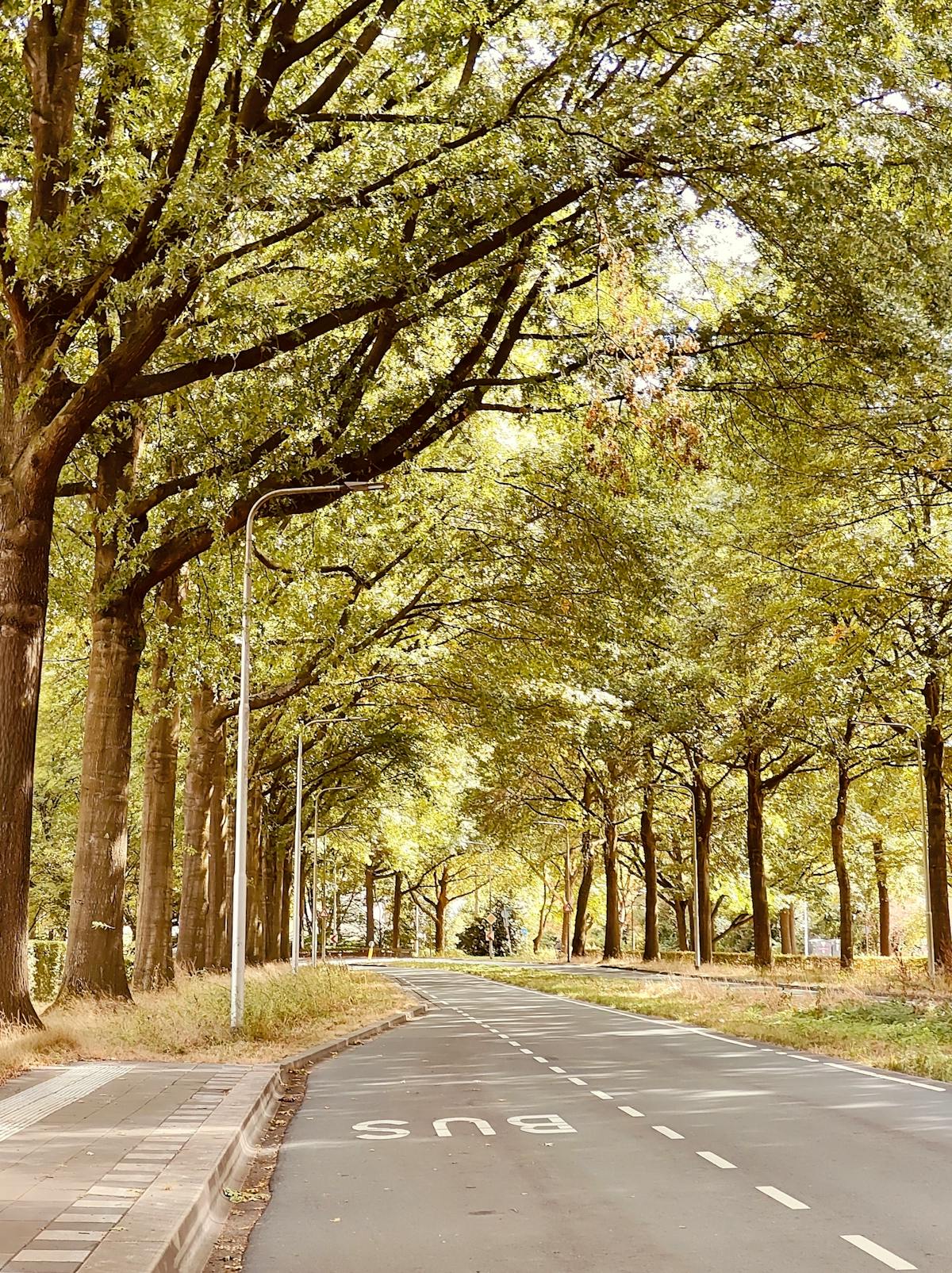 Japanese+Aesthetic+Pfp Photos, Download The BEST Free Japanese ...