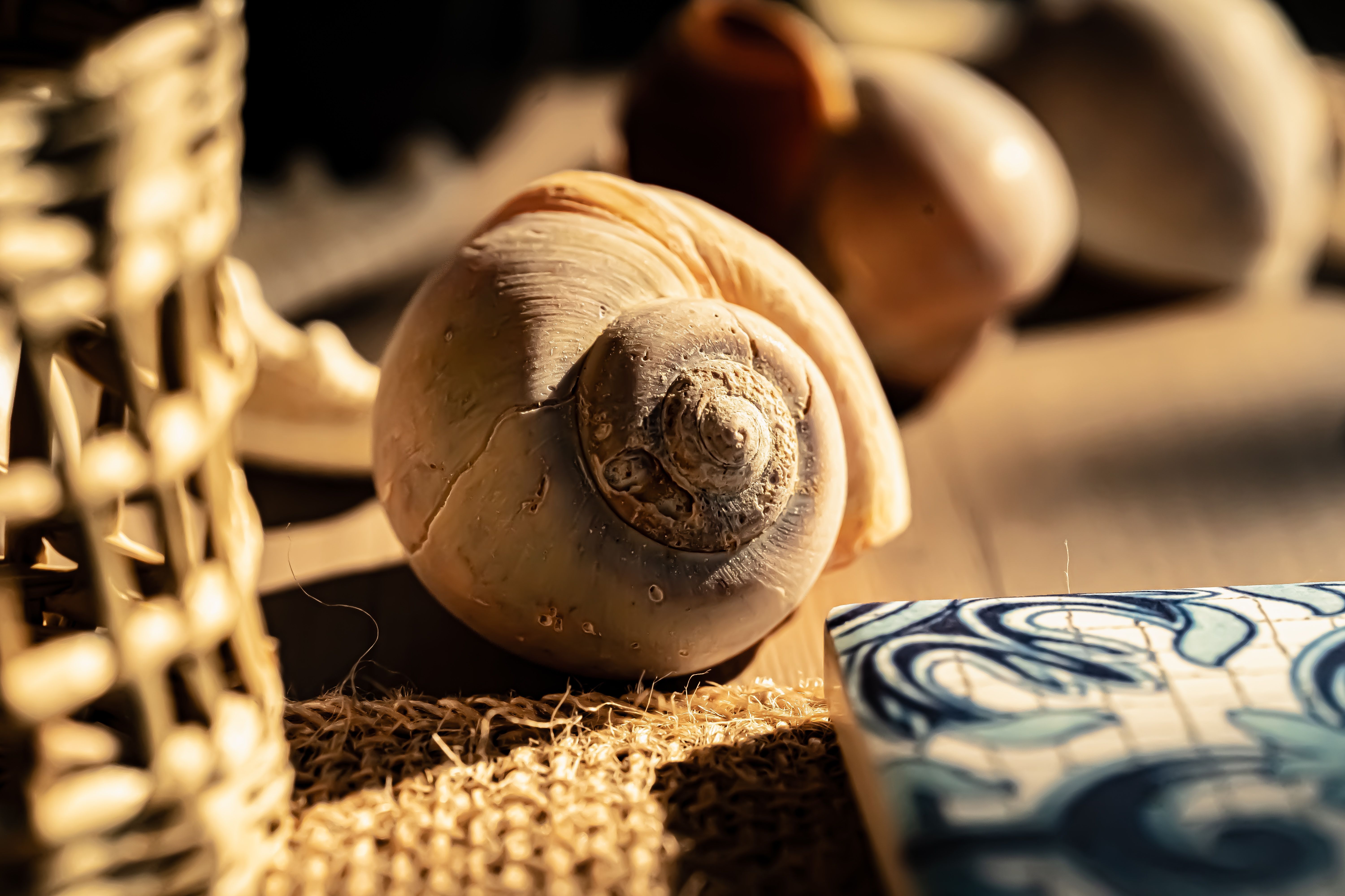Close-up of Seashell on Textured Surface · Free Stock Photo
