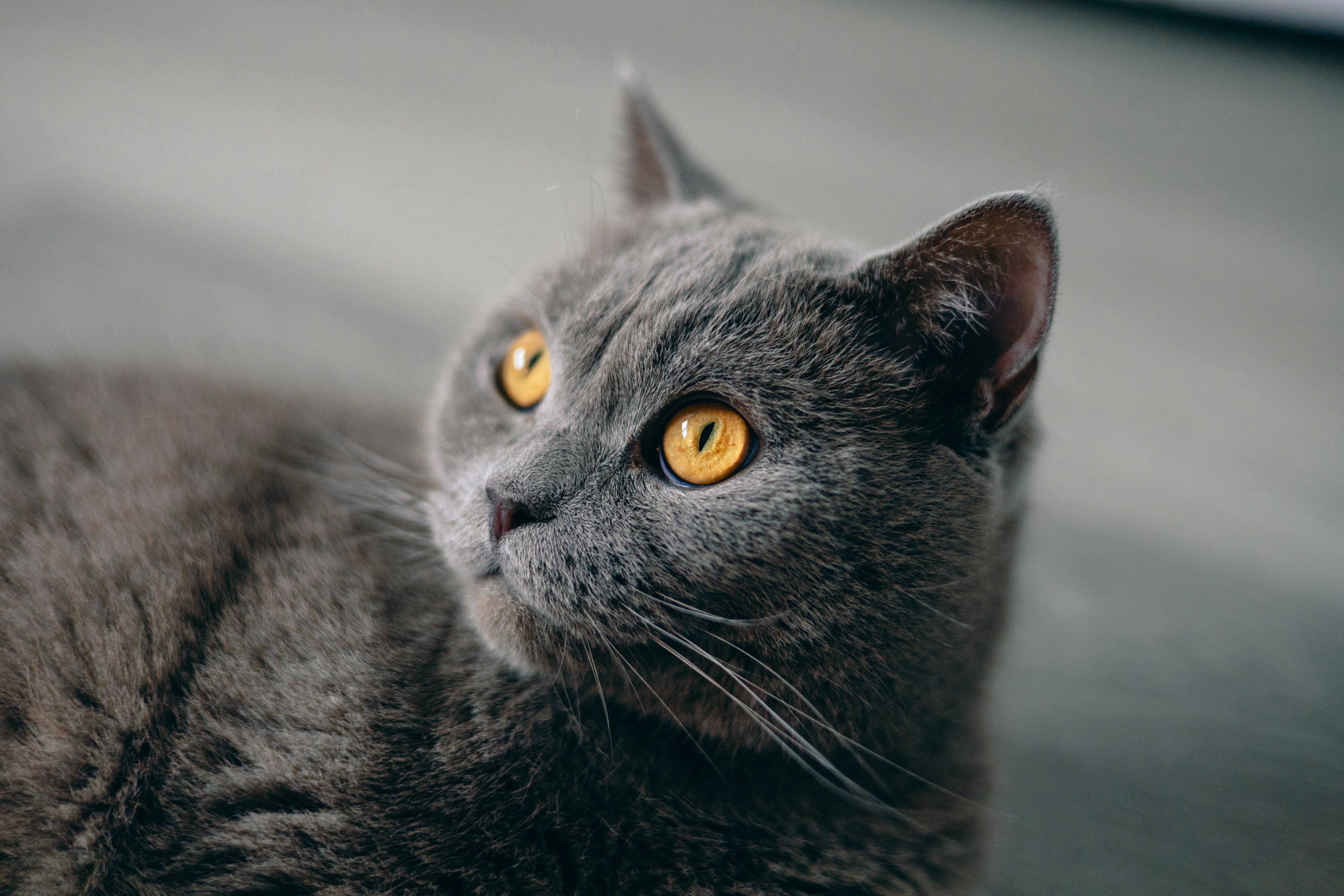 Beluga Cat Photos, Download The BEST Free Beluga Cat Stock Photos & HD ...