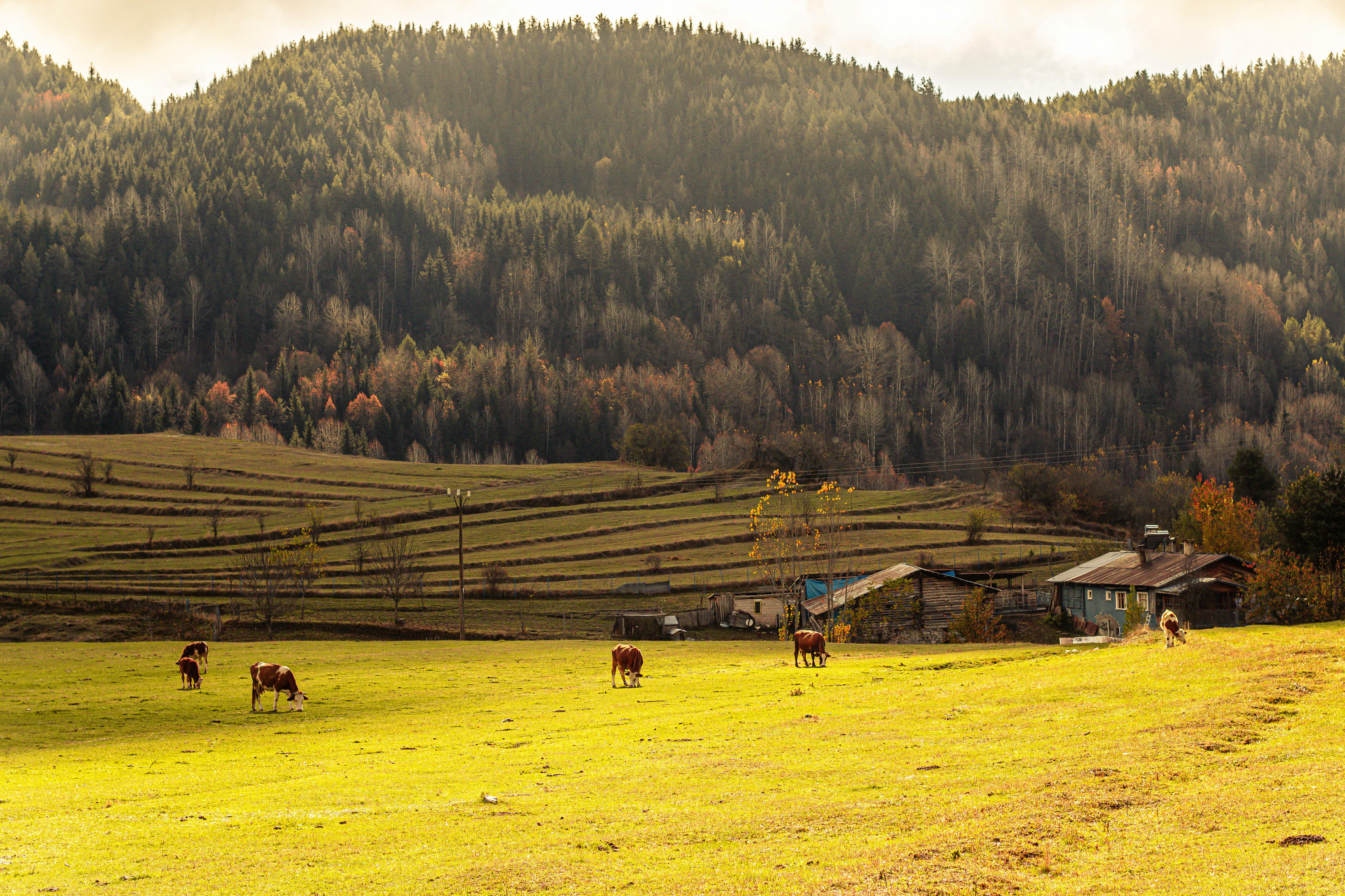 Terrace Farming Photos, Download The BEST Free Terrace Farming Stock ...