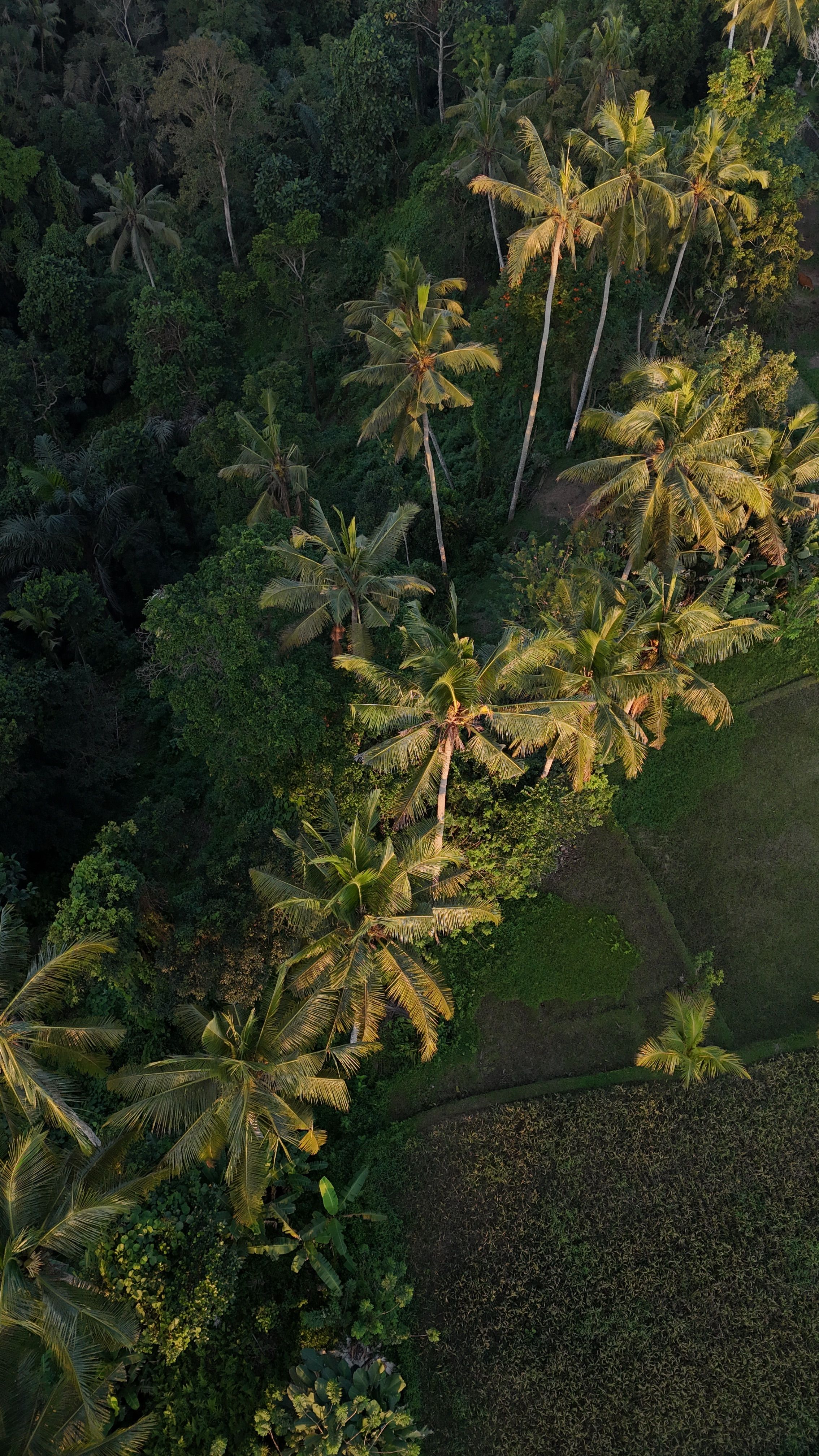 Aerial View of Lush Tropical Palm Forest at Sunset · Free Stock Photo