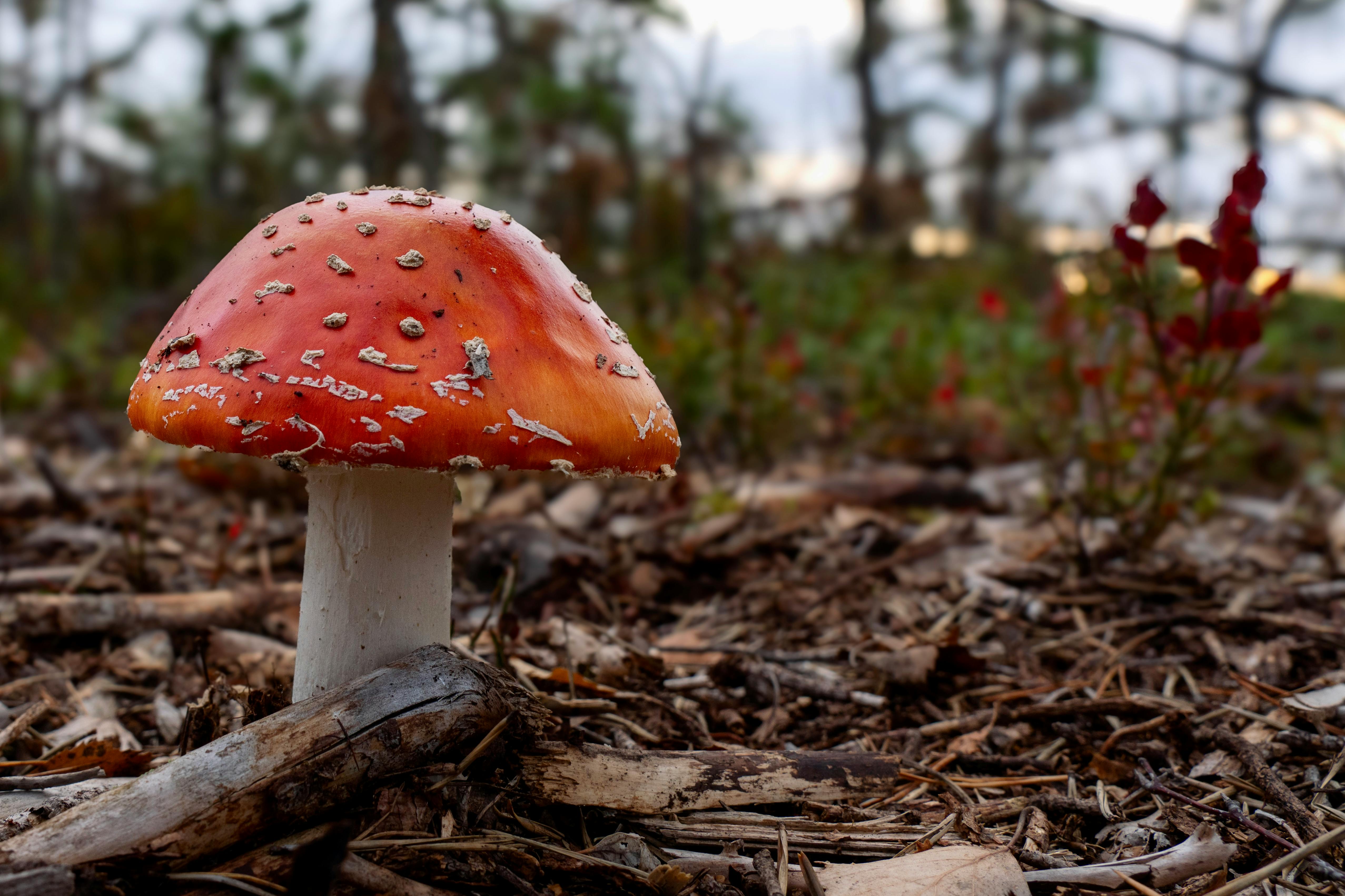 Toxic Photos, Download The BEST Free Toxic Stock Photos & HD Images