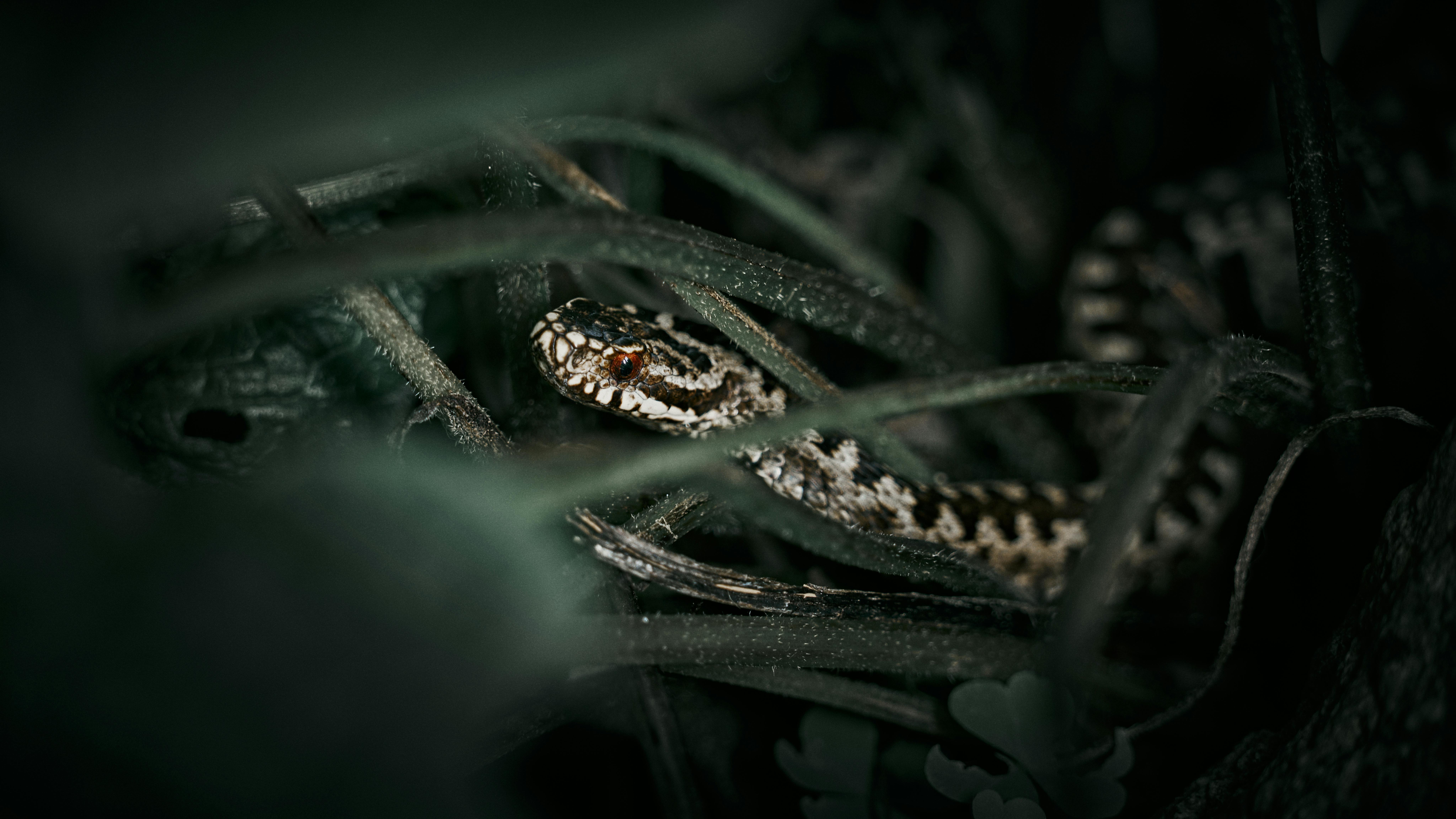 Russell Viper Photos, Download The BEST Free Russell Viper Stock Photos ...