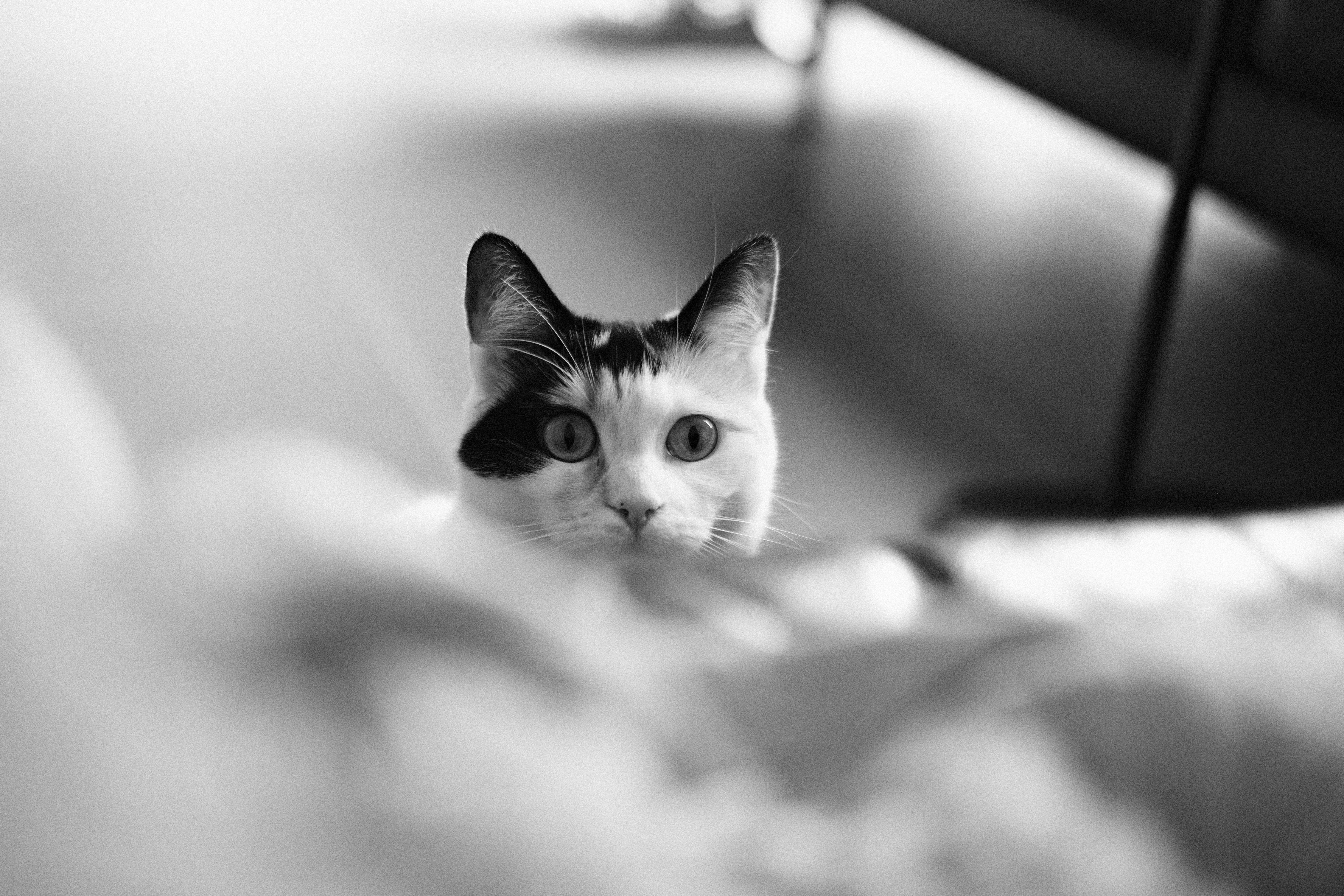 Curiosity Photos, Download The BEST Free Curiosity Stock Photos & HD Images