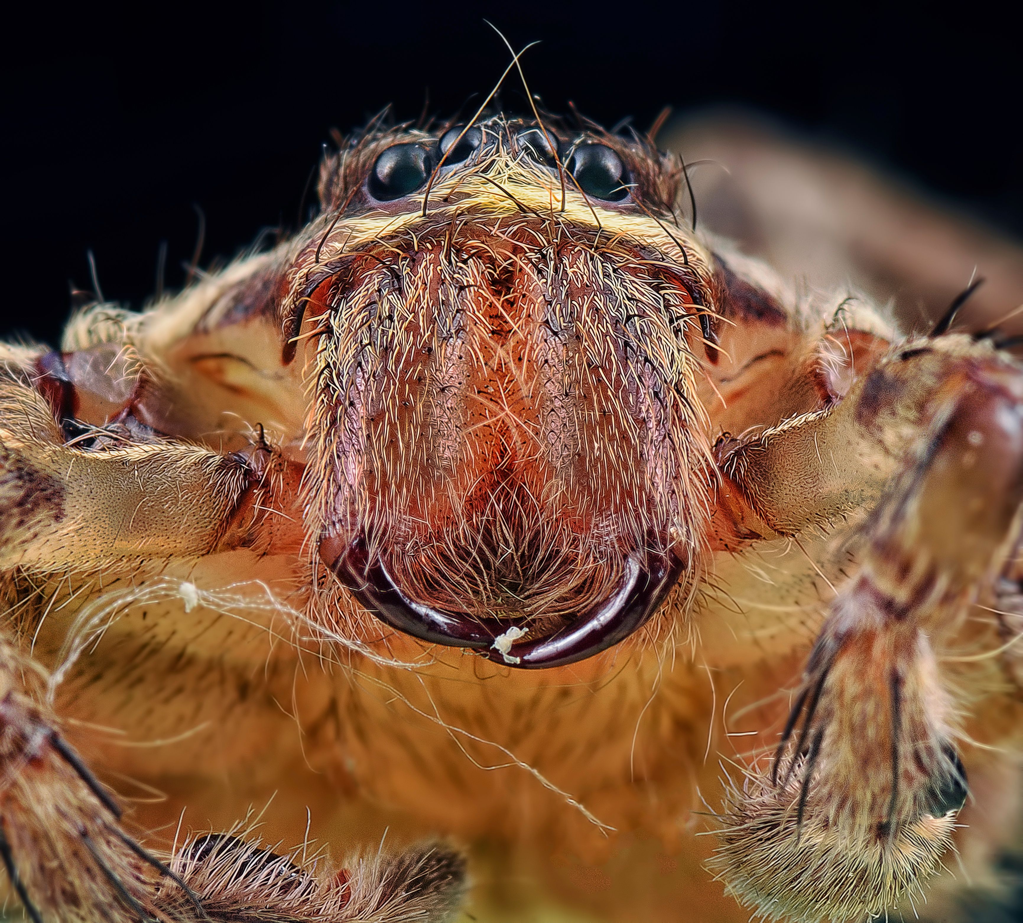 Spider Fangs Photos, Download The BEST Free Spider Fangs Stock Photos ...