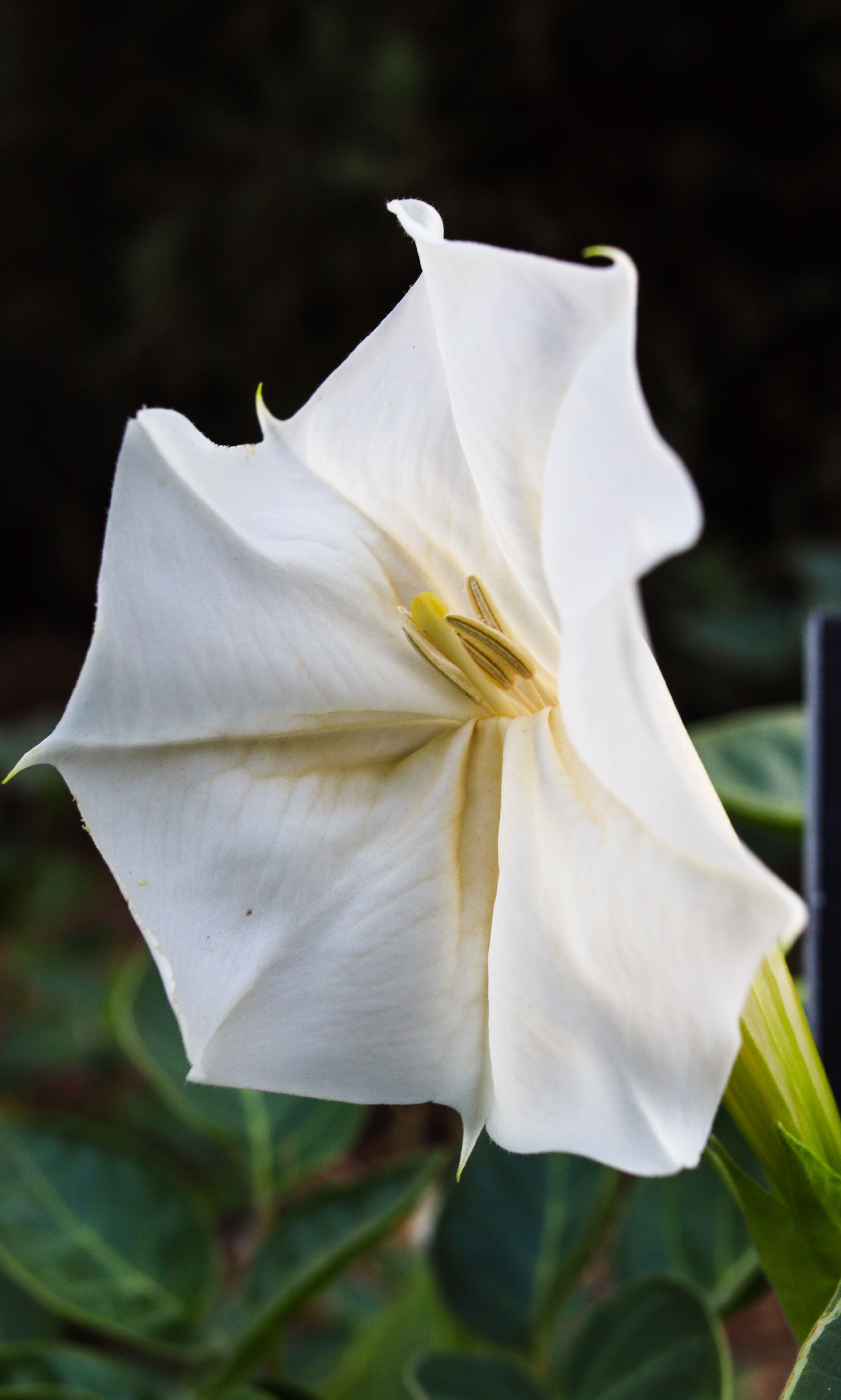 Close-up of a White Datura Flower in Bloom · Free Stock Photo