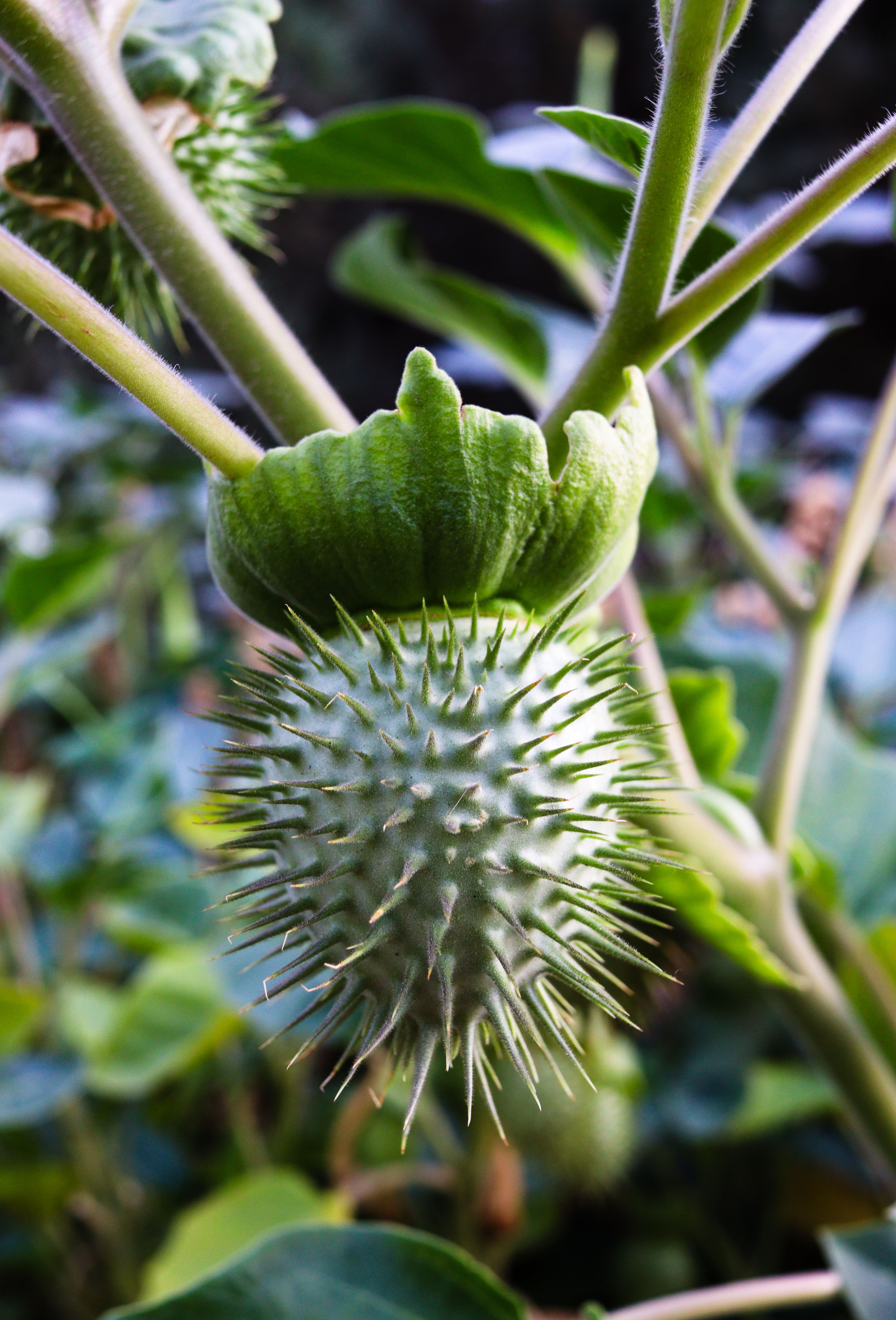 Close-up of Thorn Apple with Spiky Seed Pod · Free Stock Photo