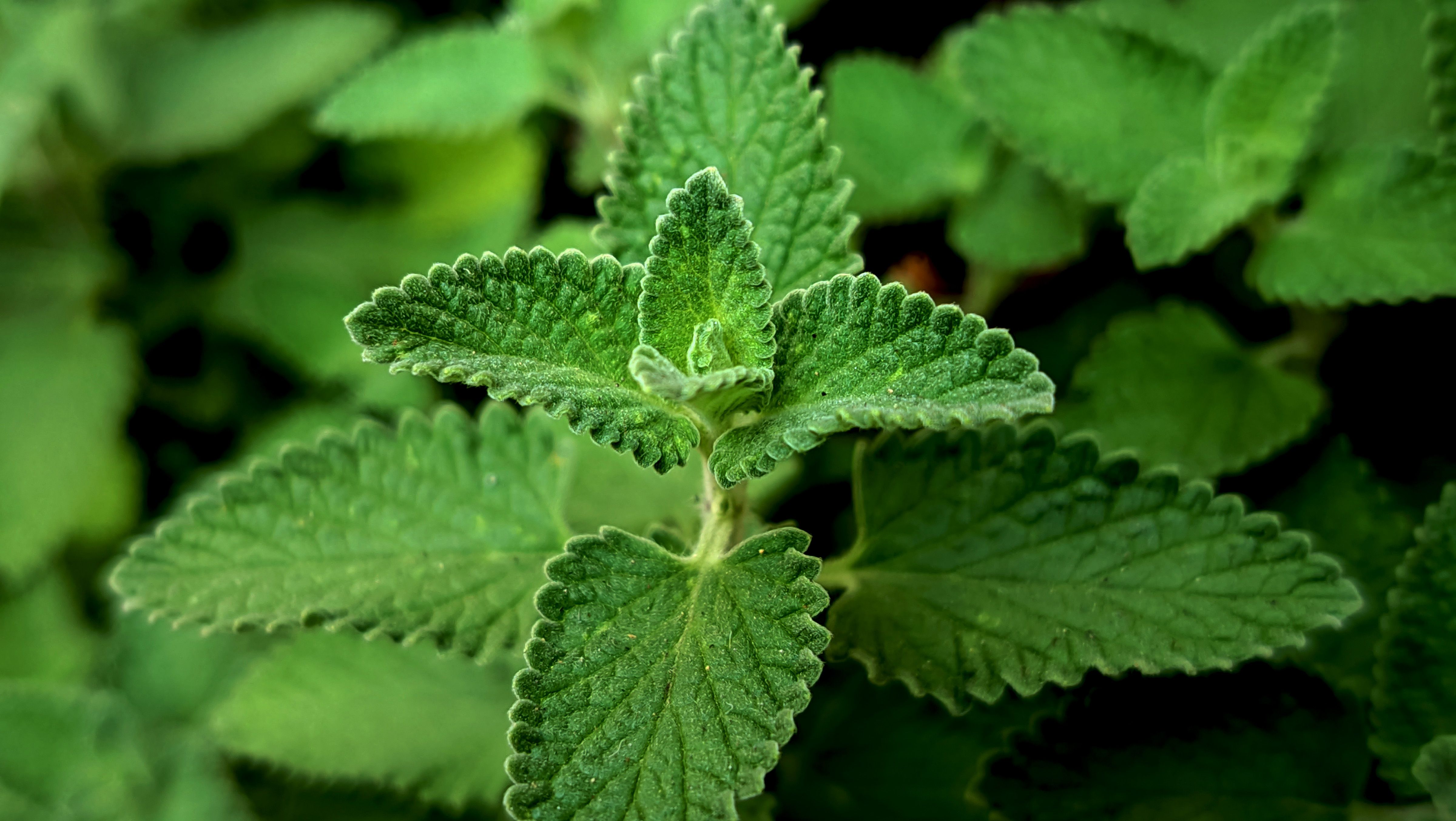 Close-Up of Fresh Green Catnip Leaves · Free Stock Photo