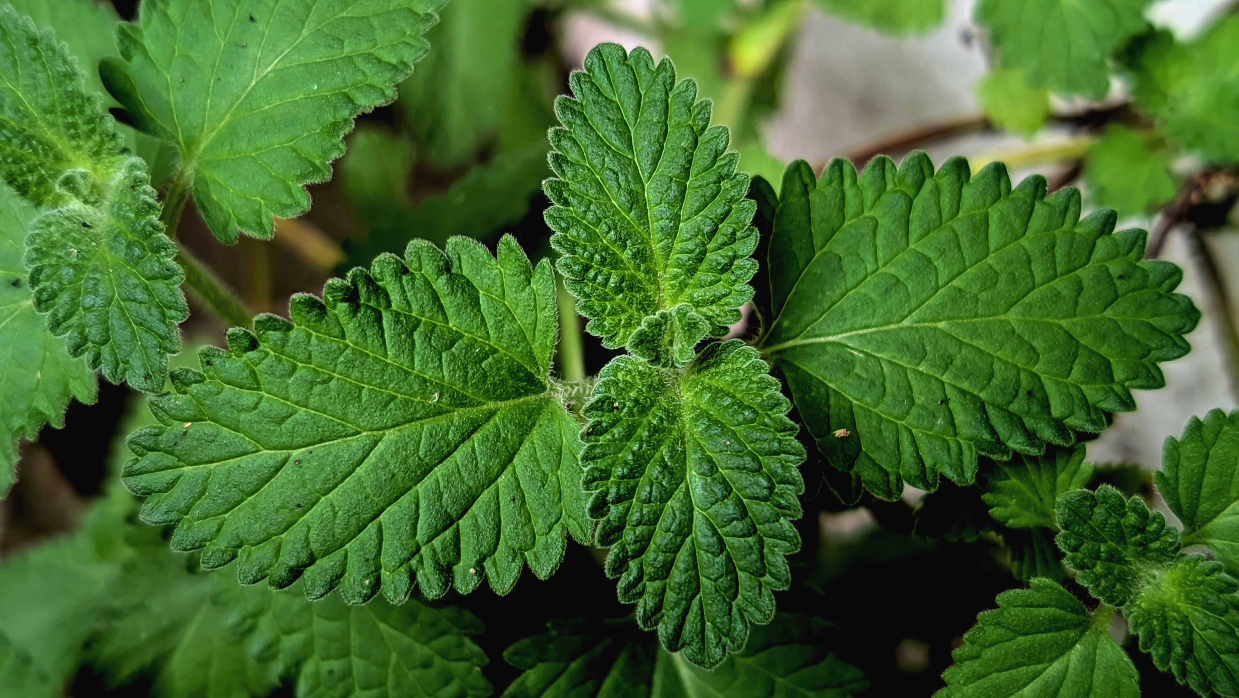 Close-up of Fresh Green Catnip Leaves · Free Stock Photo