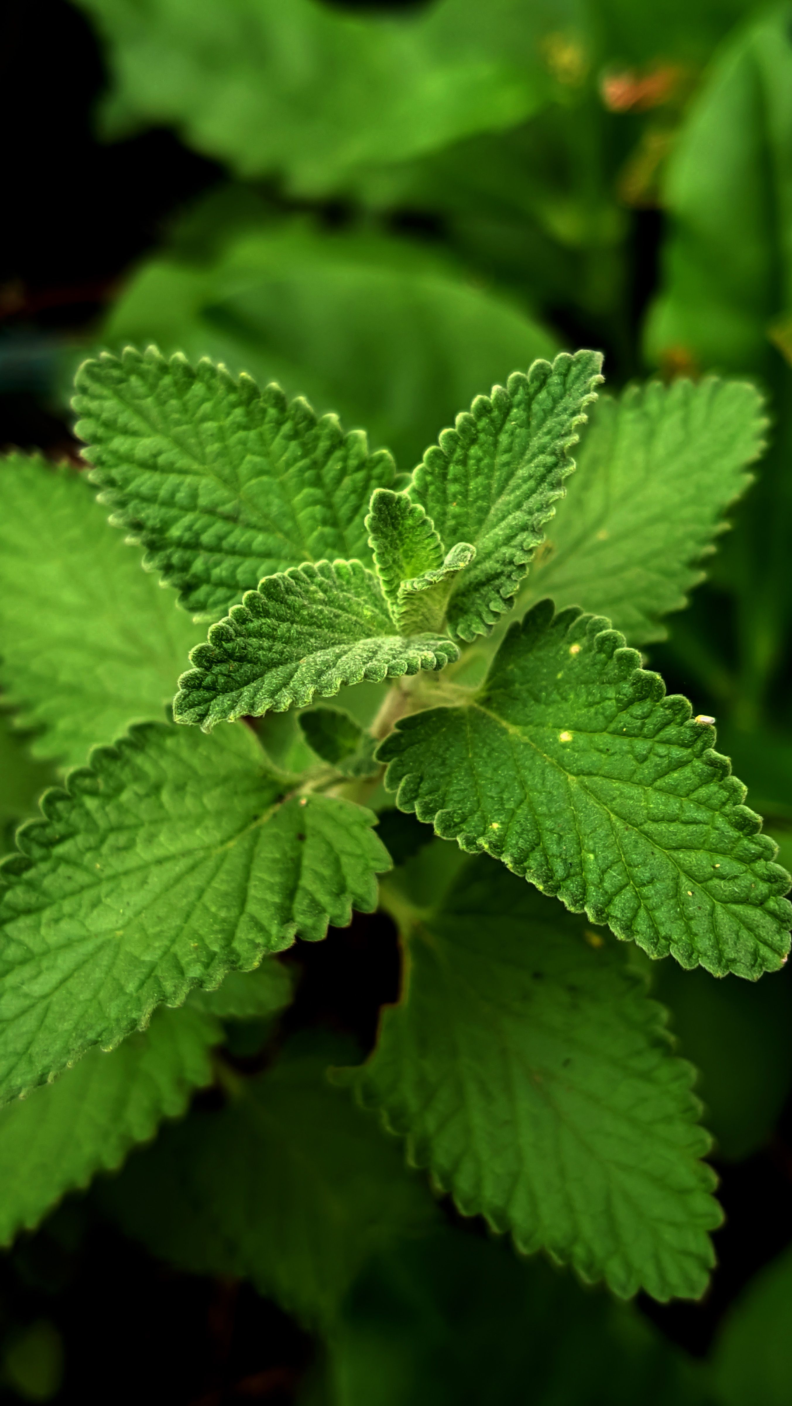 Close-Up of Fresh Green Catnip Plant Leaves · Free Stock Photo