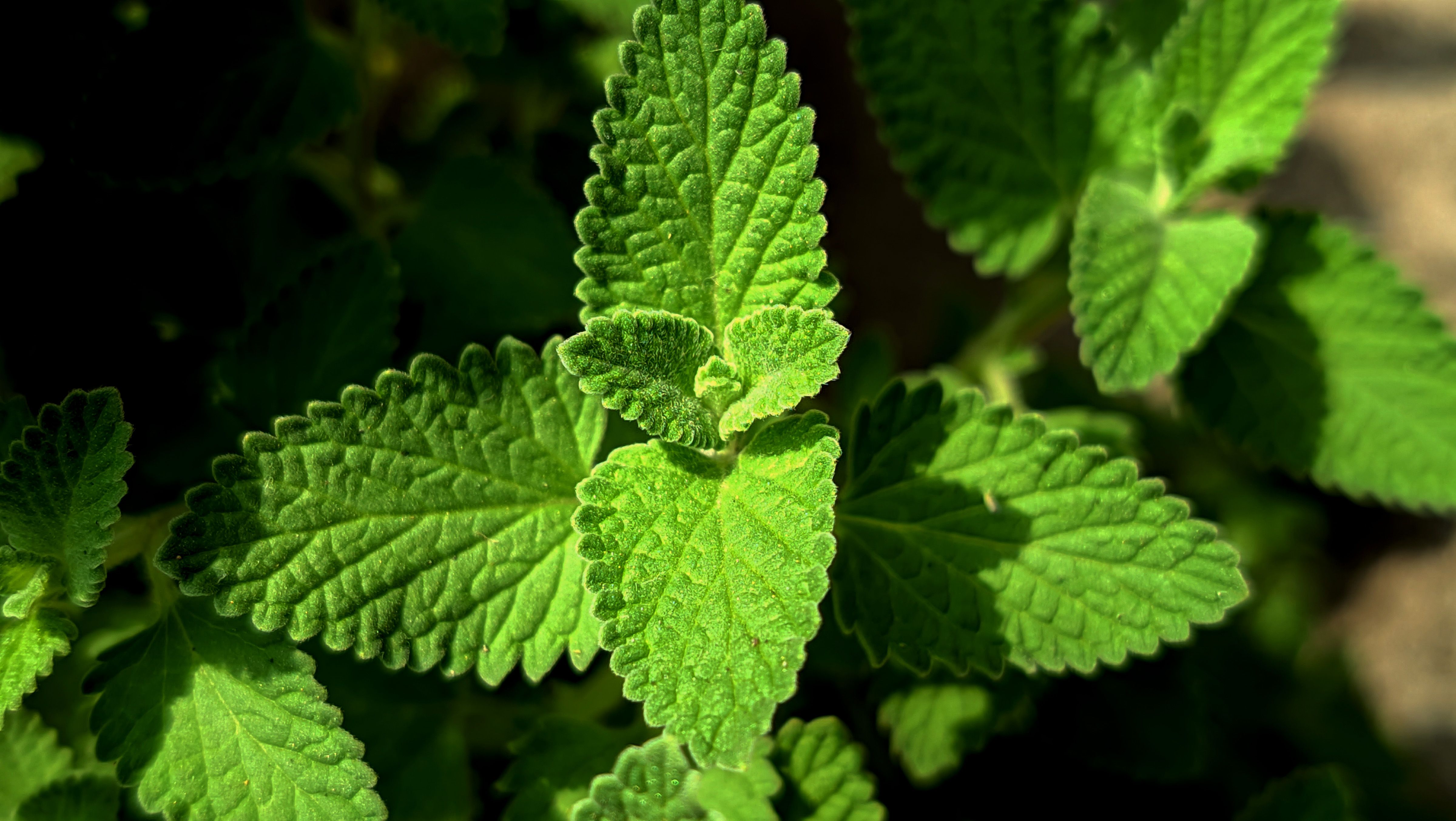 Close-Up of Fresh Green Catnip Leaves in Sunlight · Free Stock Photo