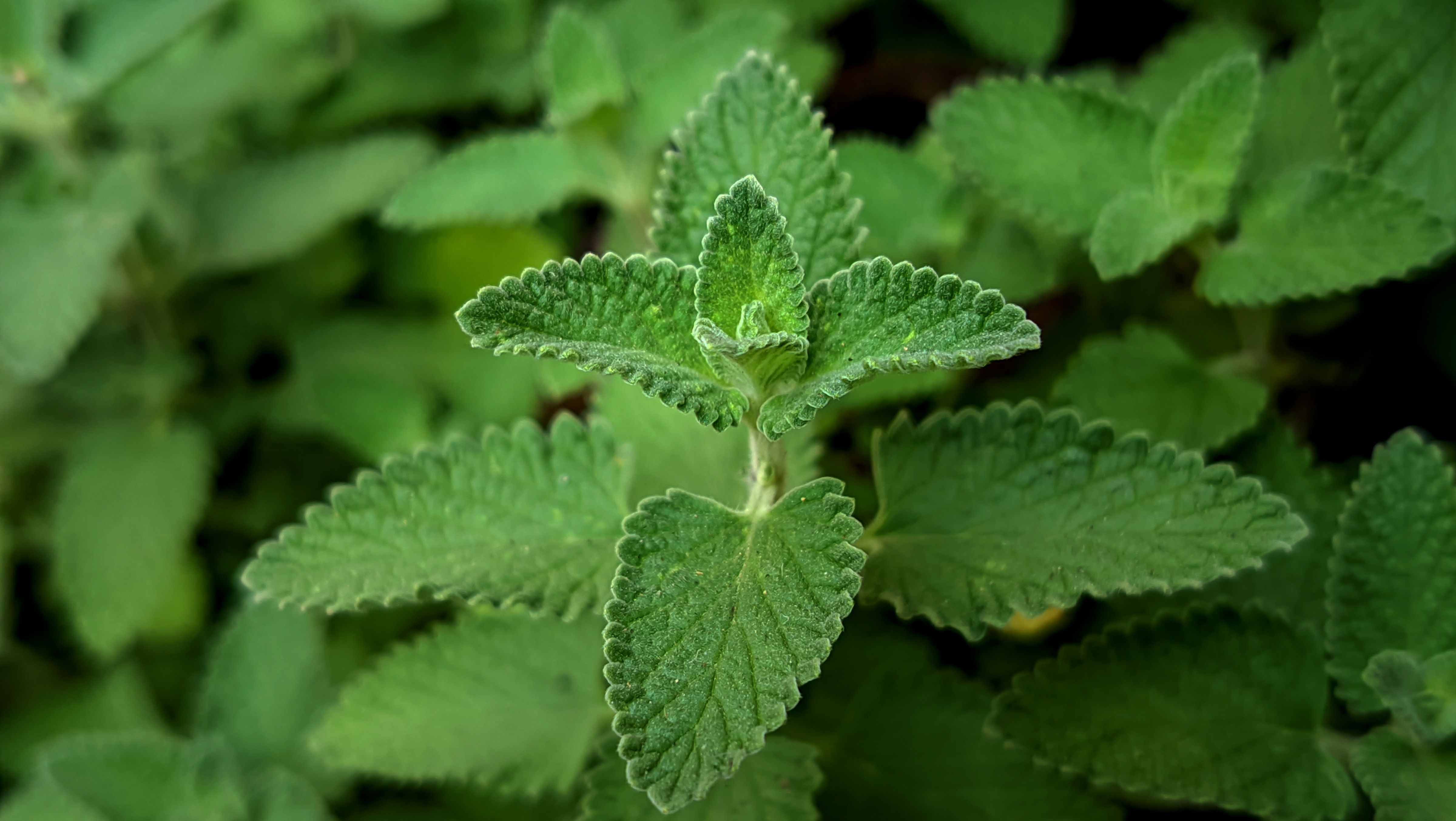 Close-up of Fresh Catnip Leaves in Garden · Free Stock Photo