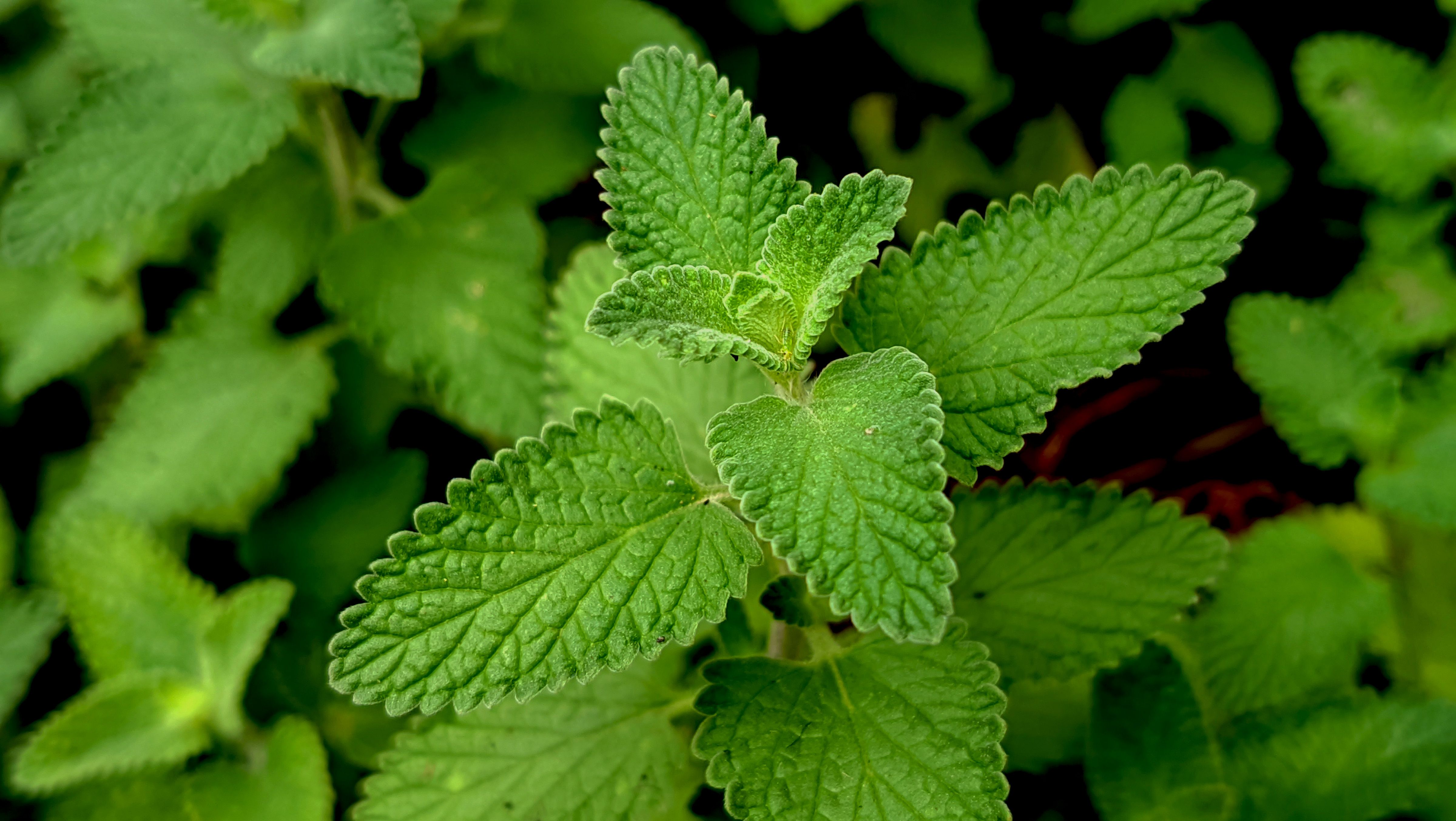 Closeup of Fresh Green Catnip Leaves · Free Stock Photo