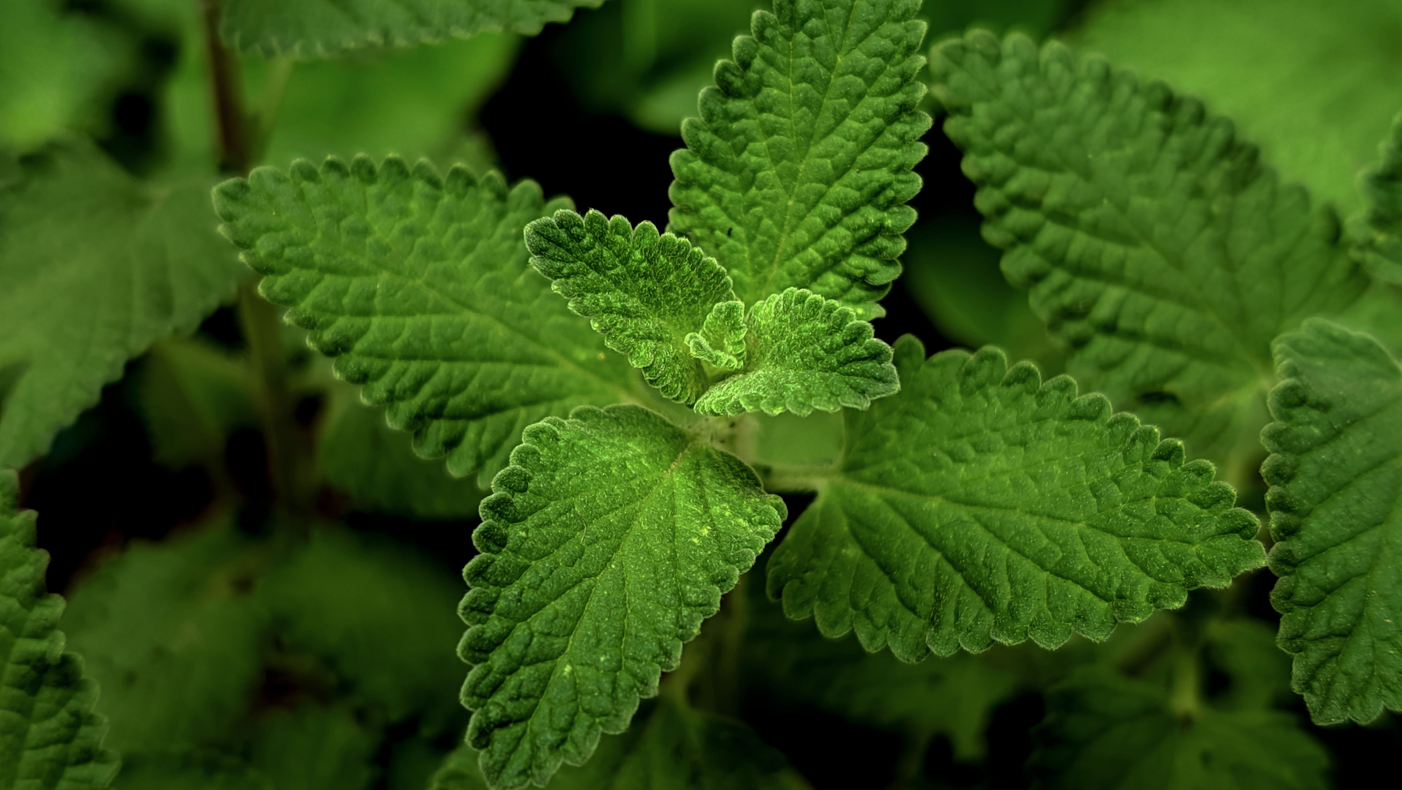 Close-up of Fresh Green Catnip Leaves · Free Stock Photo