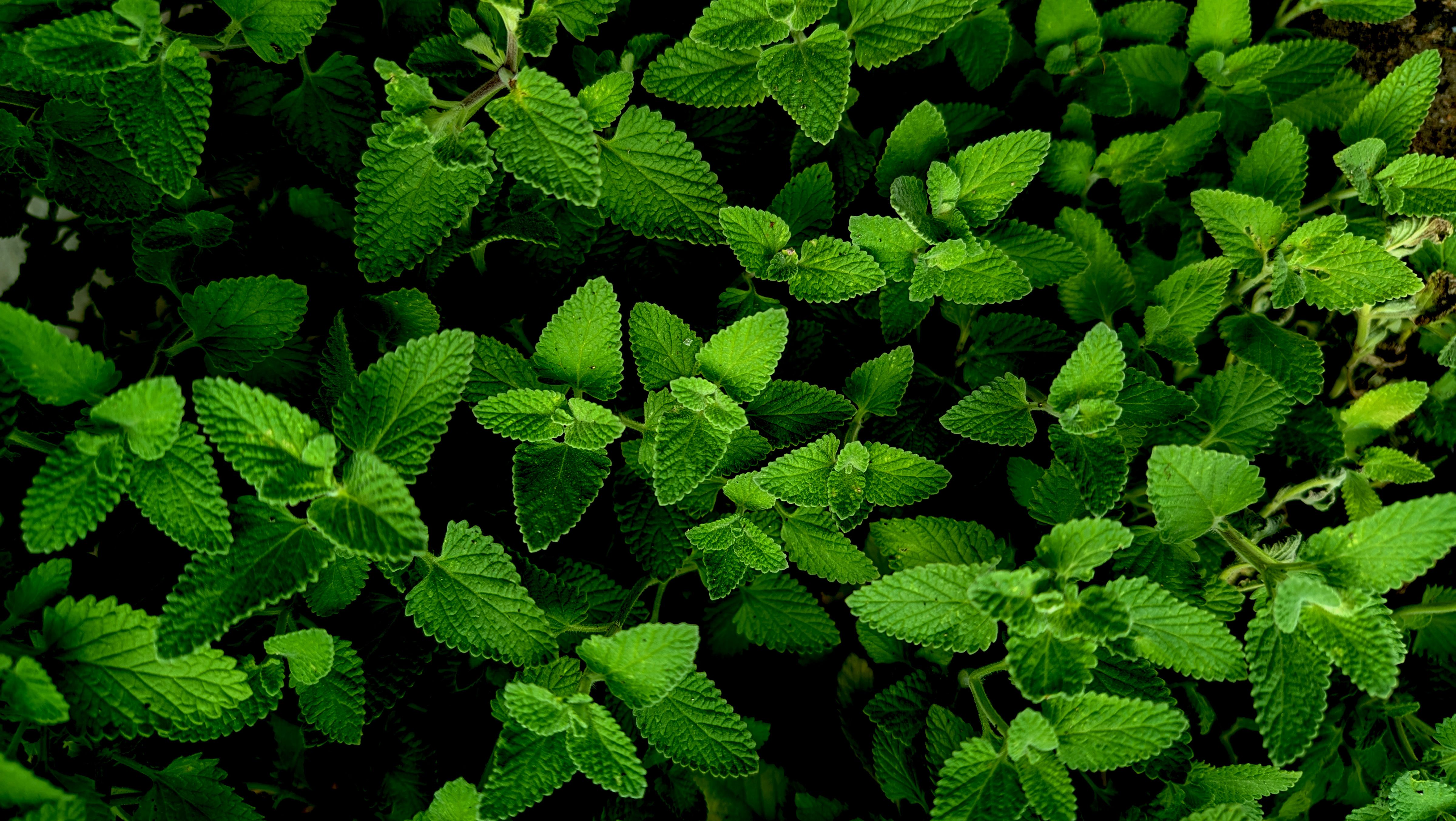 Peppermint Background Photos, Download The BEST Free Peppermint ...