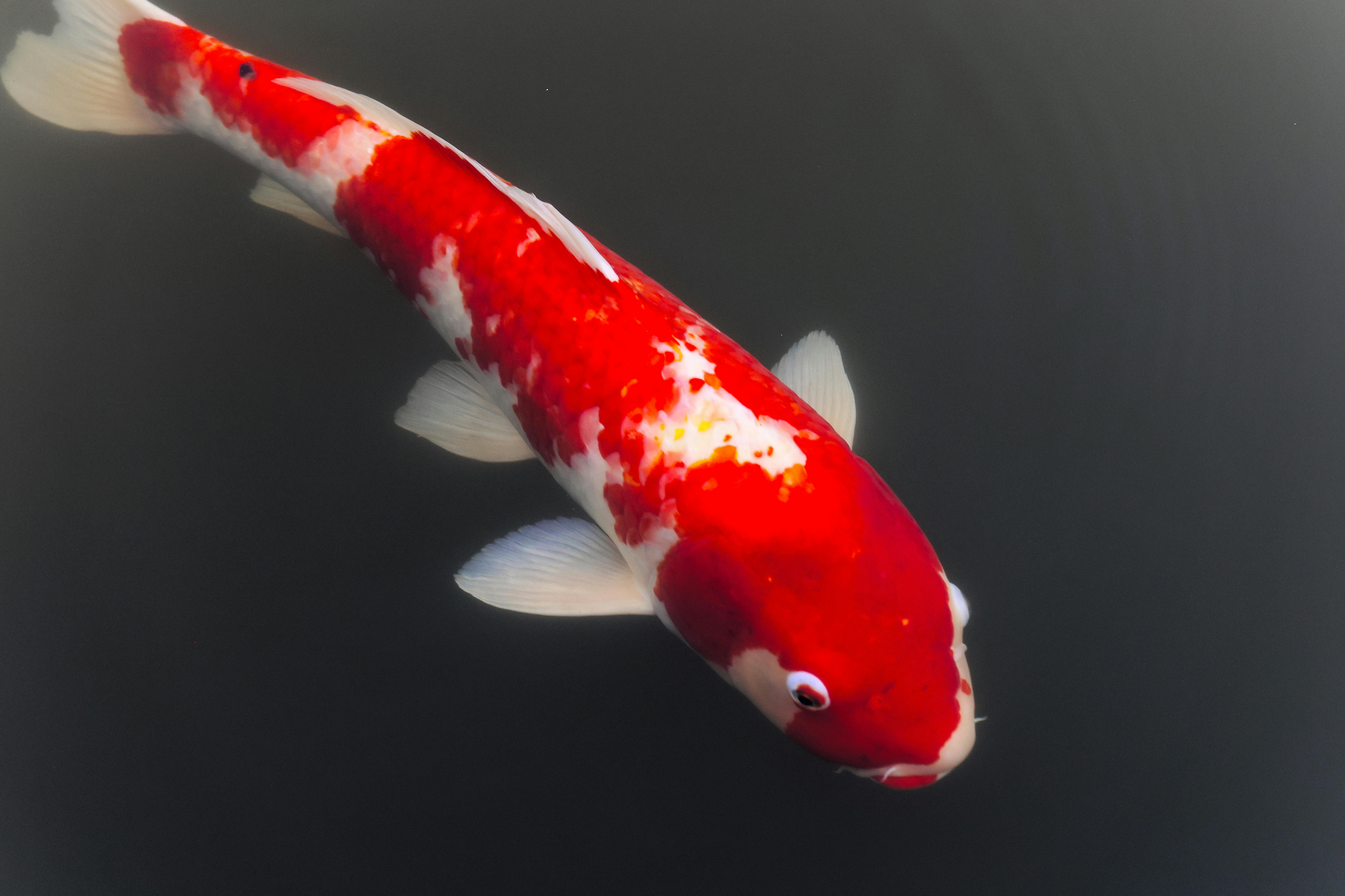 Colorful Fish Photos, Download The BEST Free Colorful Fish Stock Photos ...