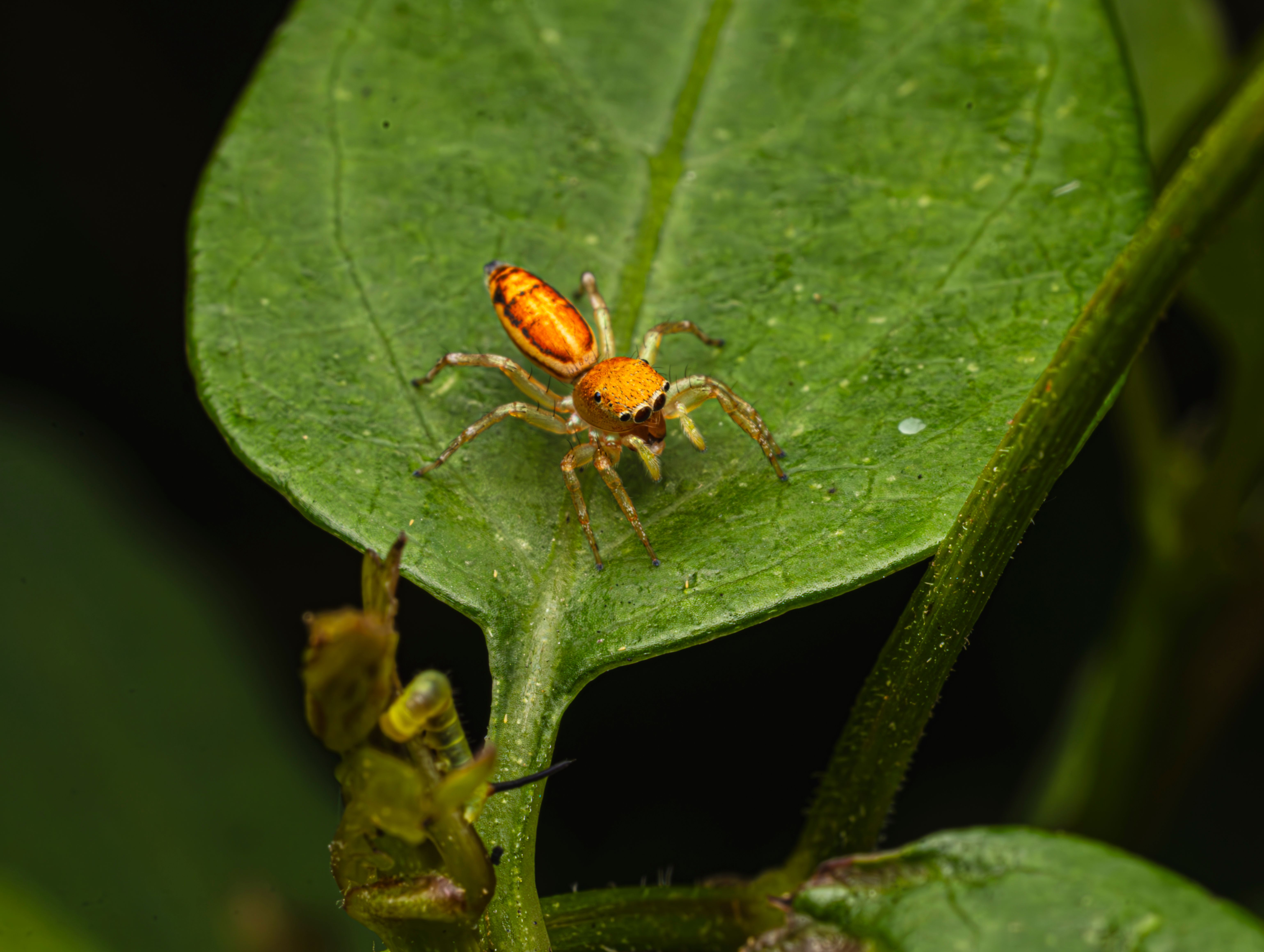 Close-up of Jumping Spider on Leaf · Free Stock Photo