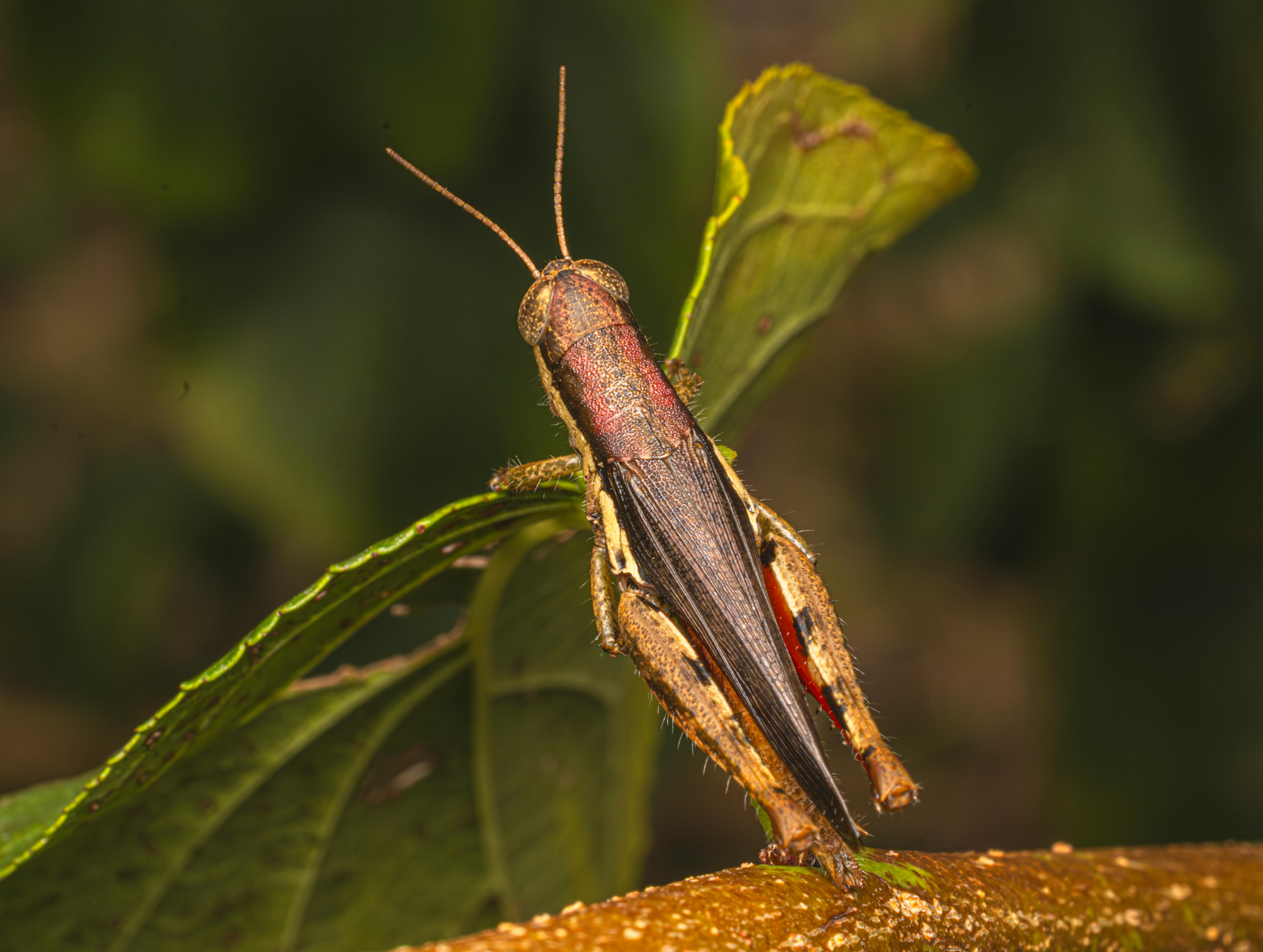 Cricket Images Photos, Download The BEST Free Cricket Images Stock ...