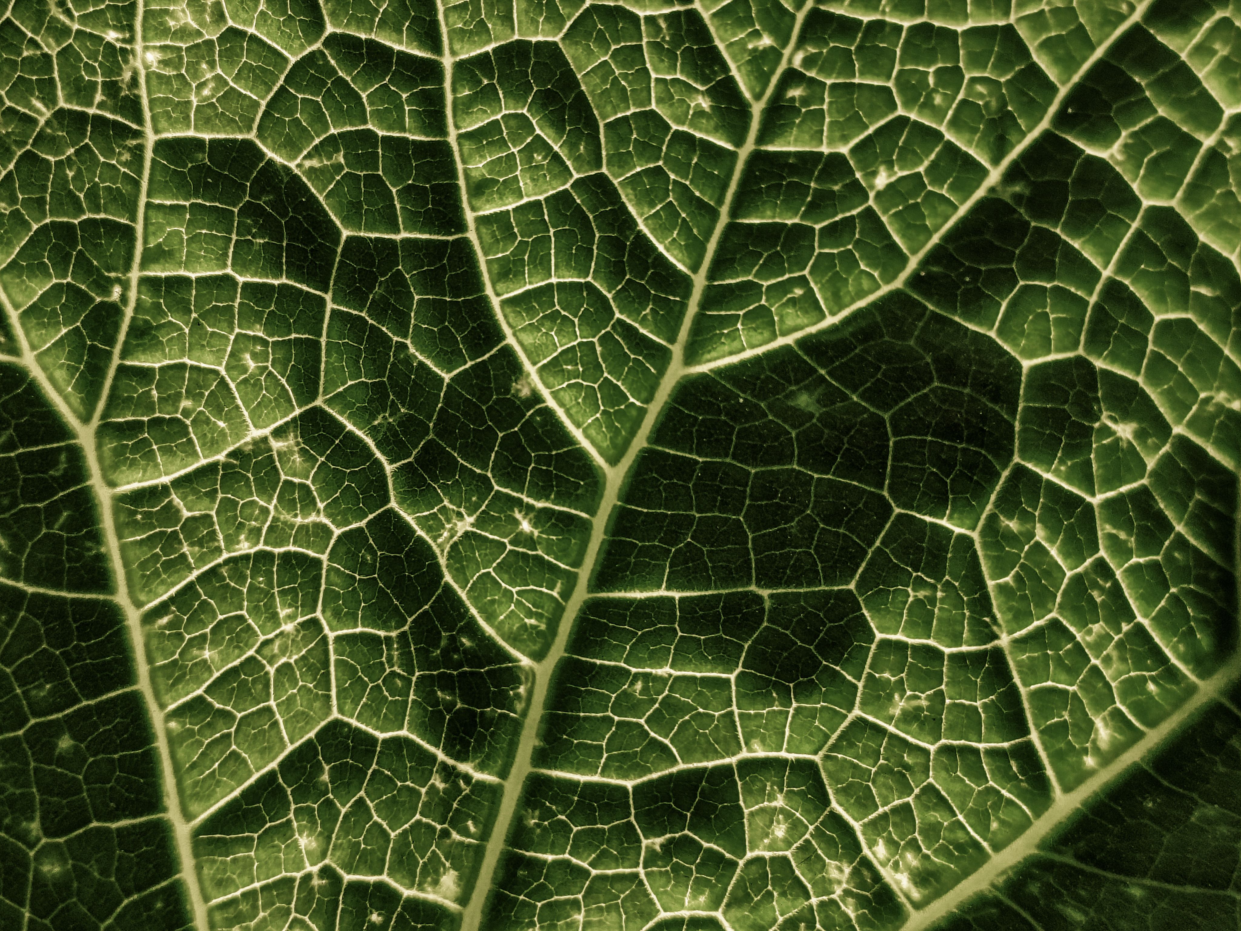 Photosynthesis+In+Higher+Plants+Neet+Pyq Photos, Download The BEST Free ...