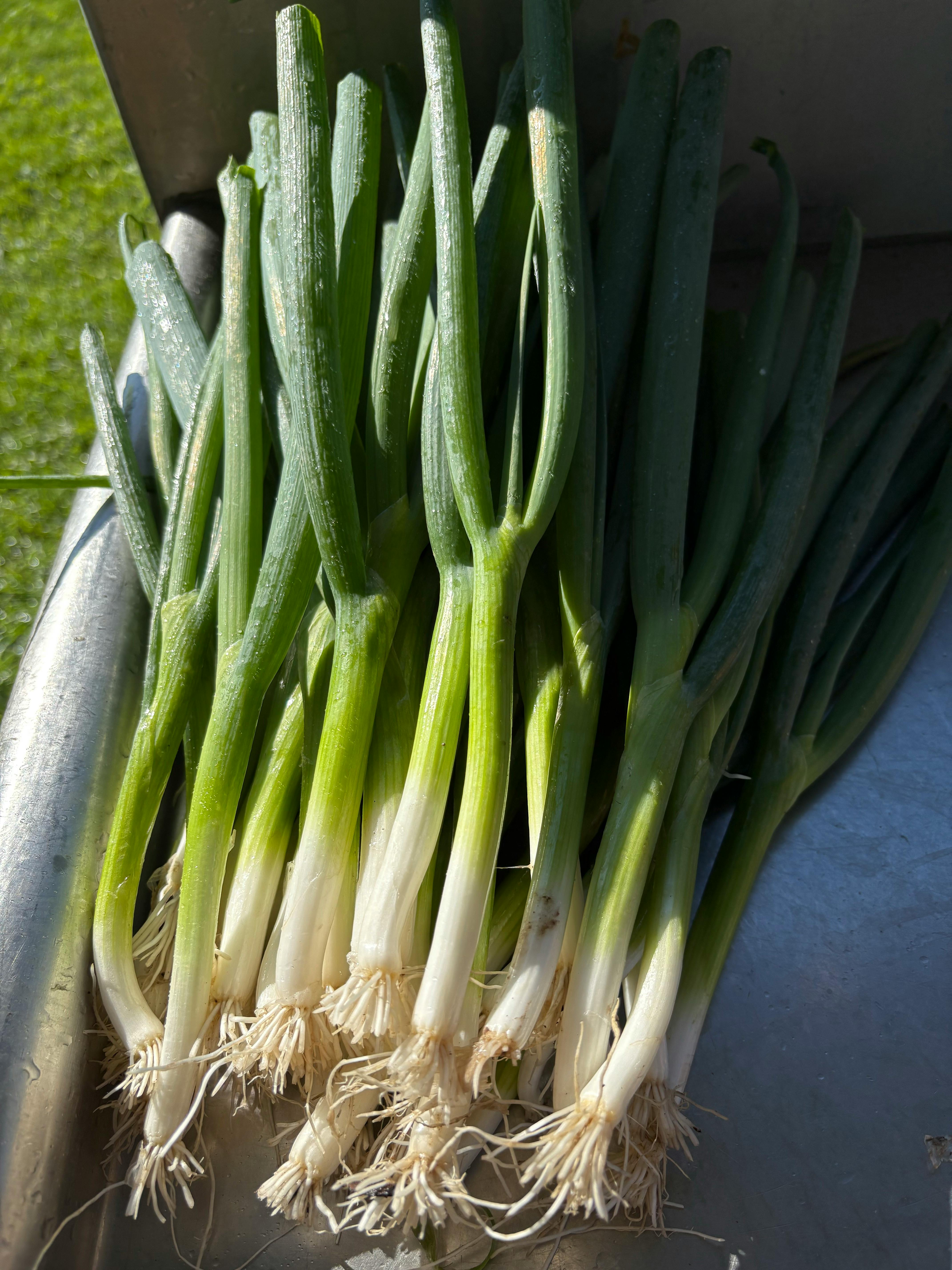Spring Onions Photos, Download The BEST Free Spring Onions Stock Photos ...