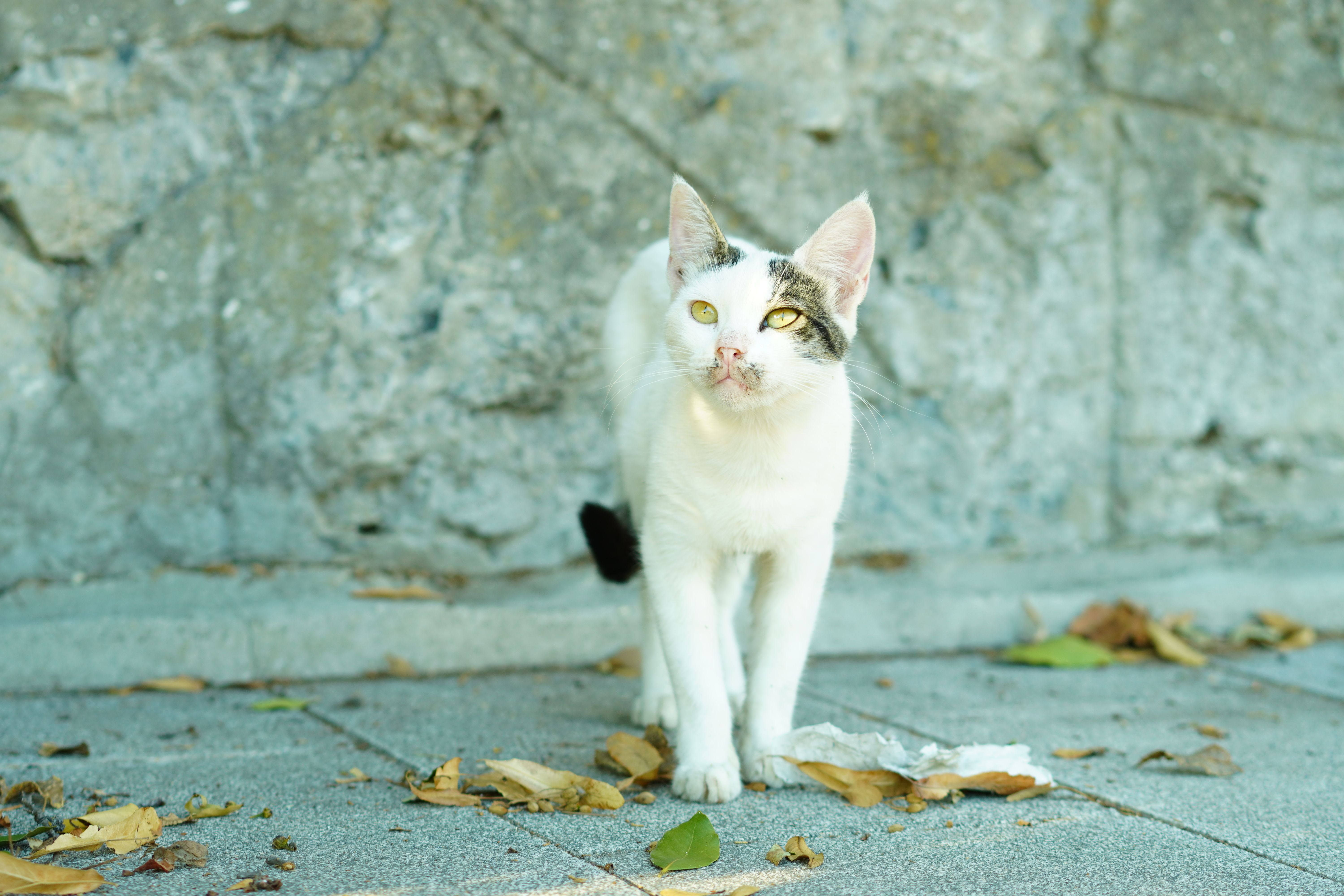 Cat No Background Photos, Download The BEST Free Cat No Background ...