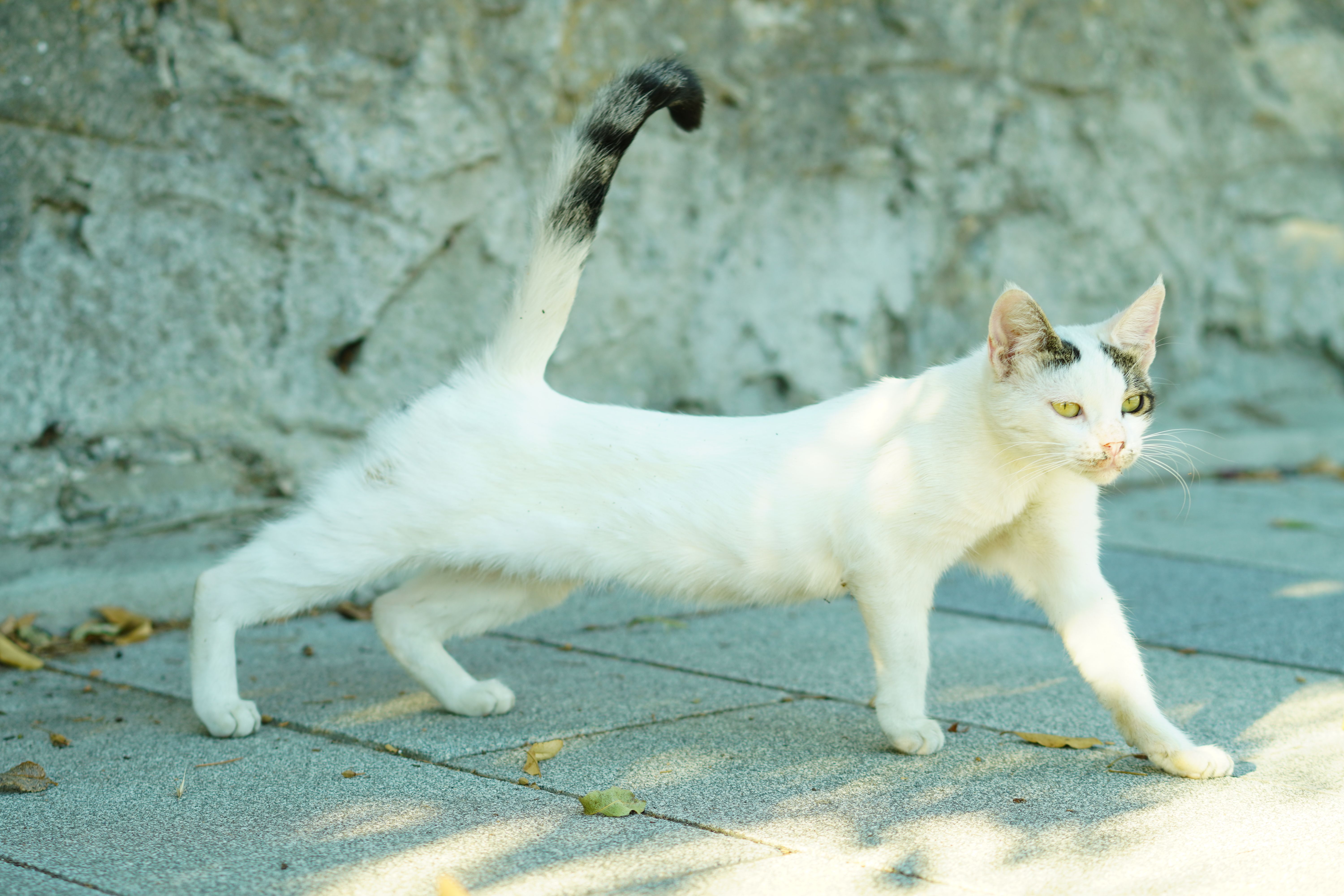 Playful white cat stretching on sunny pavement · Free Stock Photo