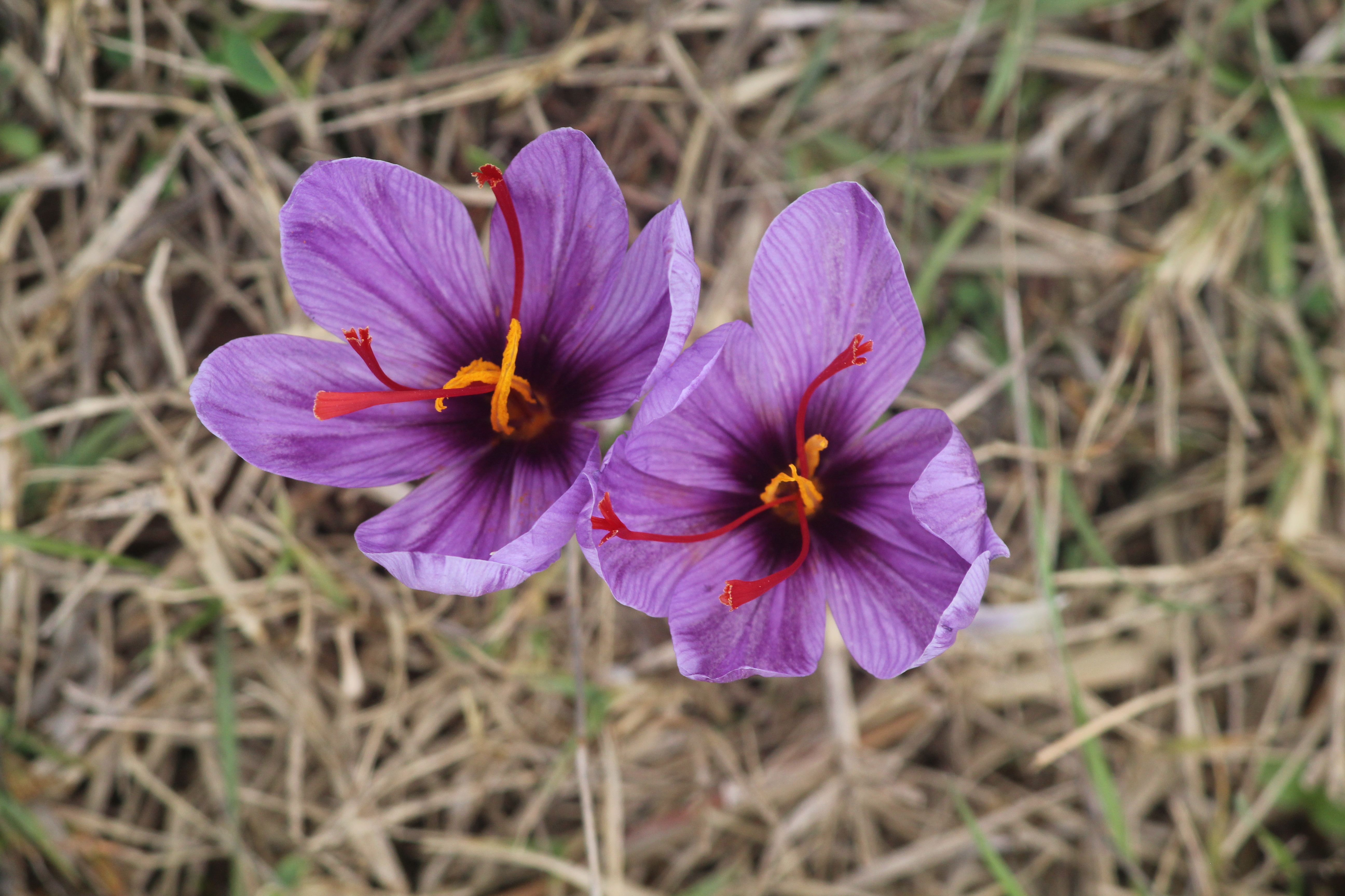 Saffron Photos, Download The BEST Free Saffron Stock Photos & HD Images