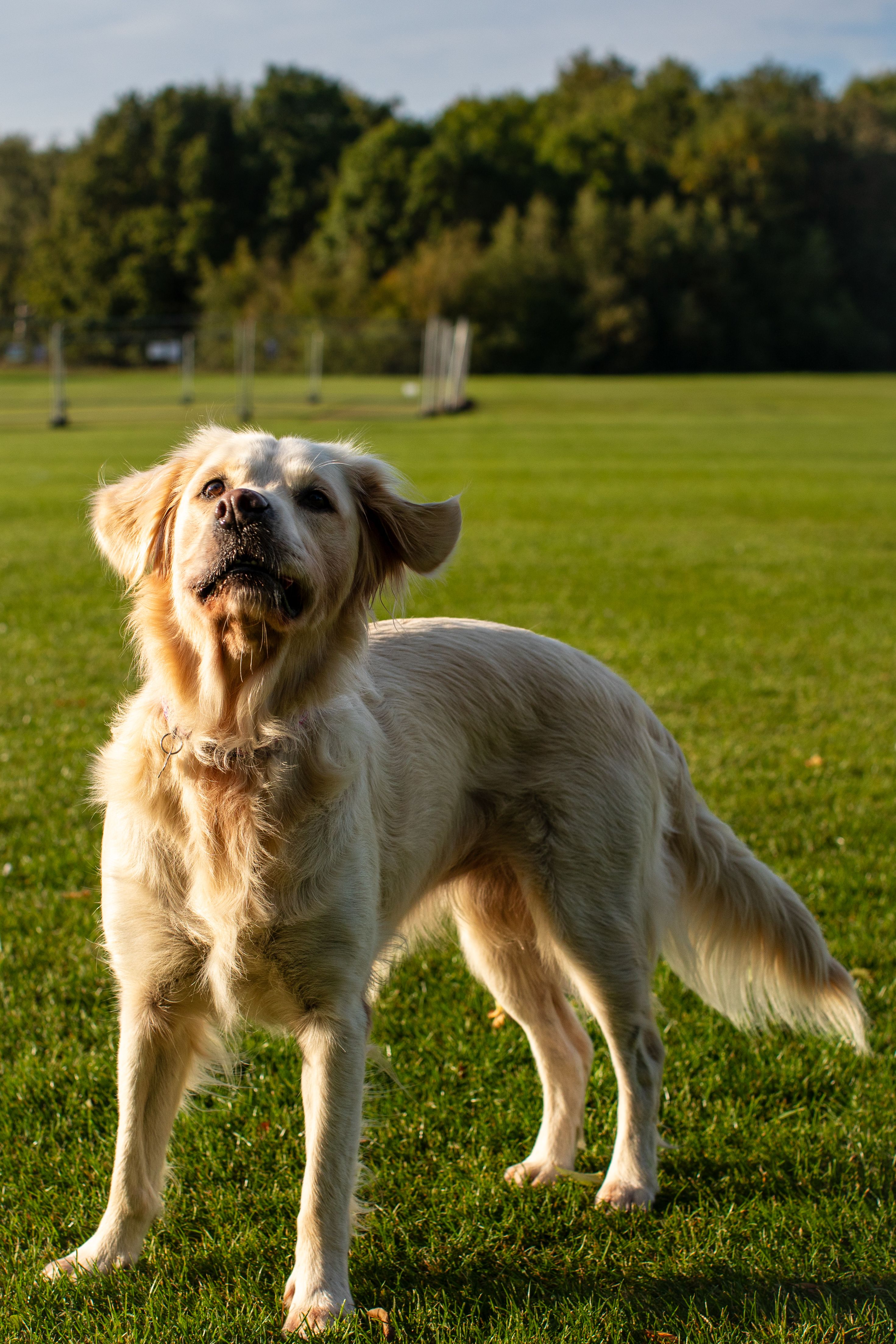 Udon Fur Training Photos, Download The BEST Free Udon Fur Training ...