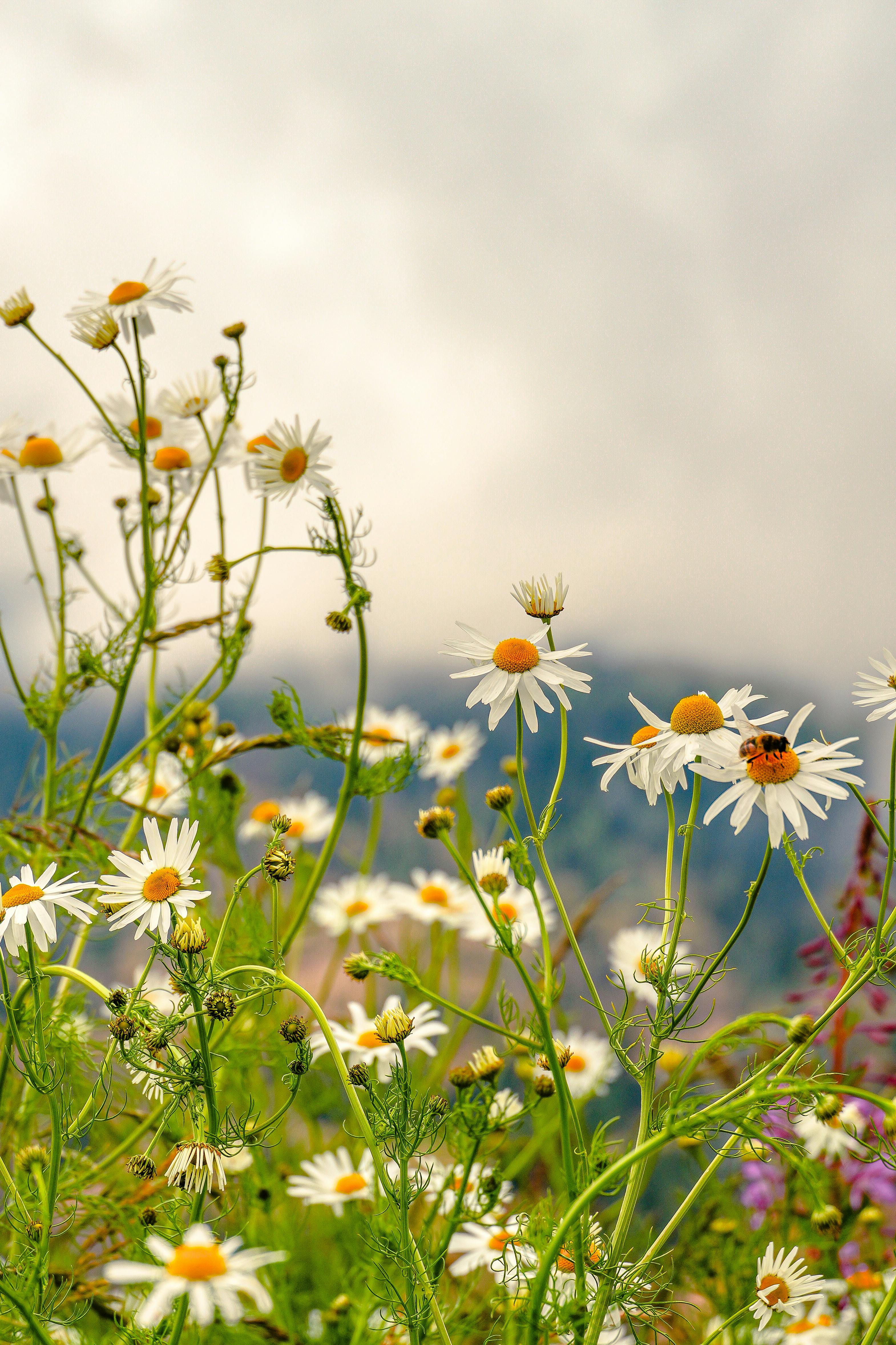 Background Without Watermark Photos, Download The BEST Free Background ...