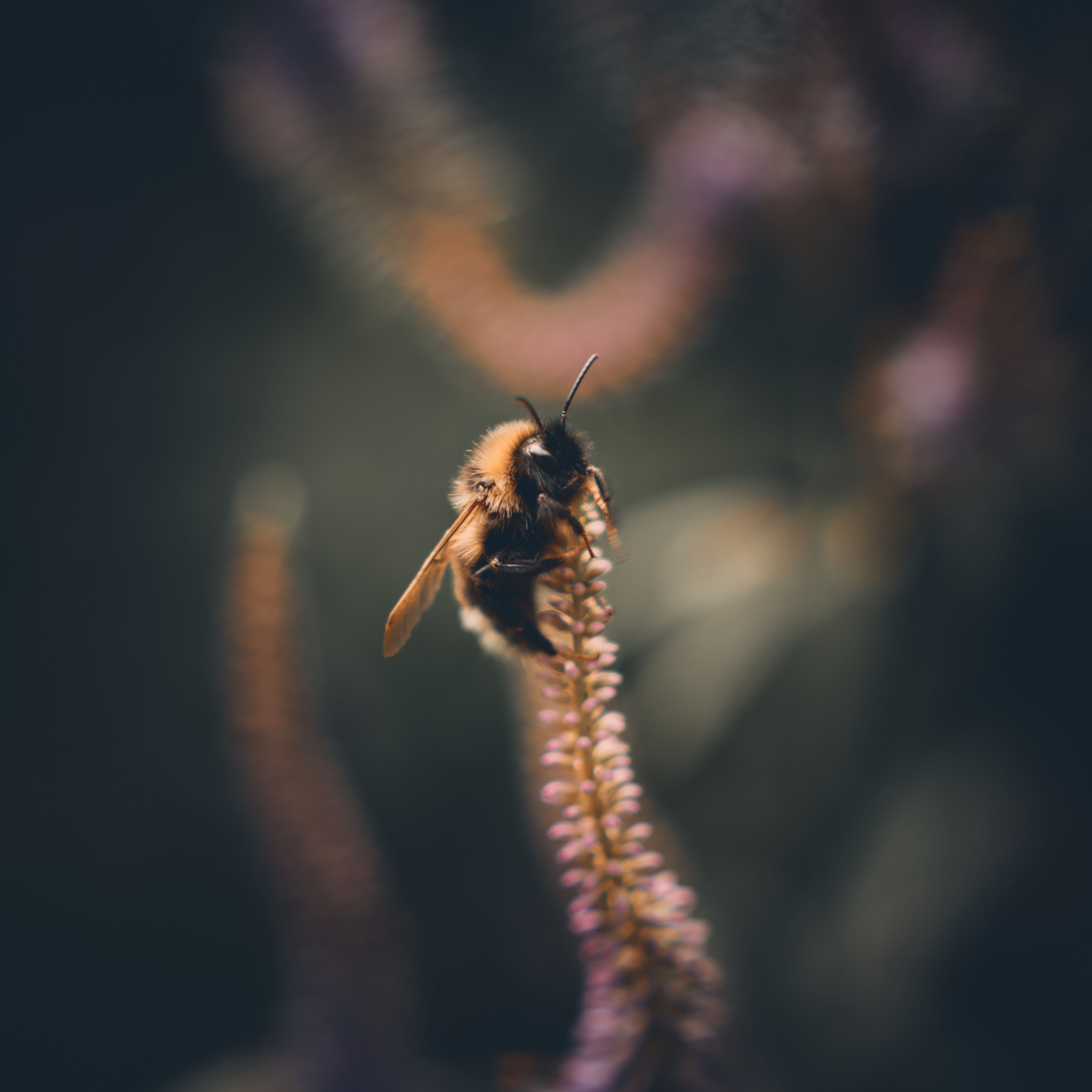Bee Collecting Nectar from Vibrant Flower · Free Stock Photo