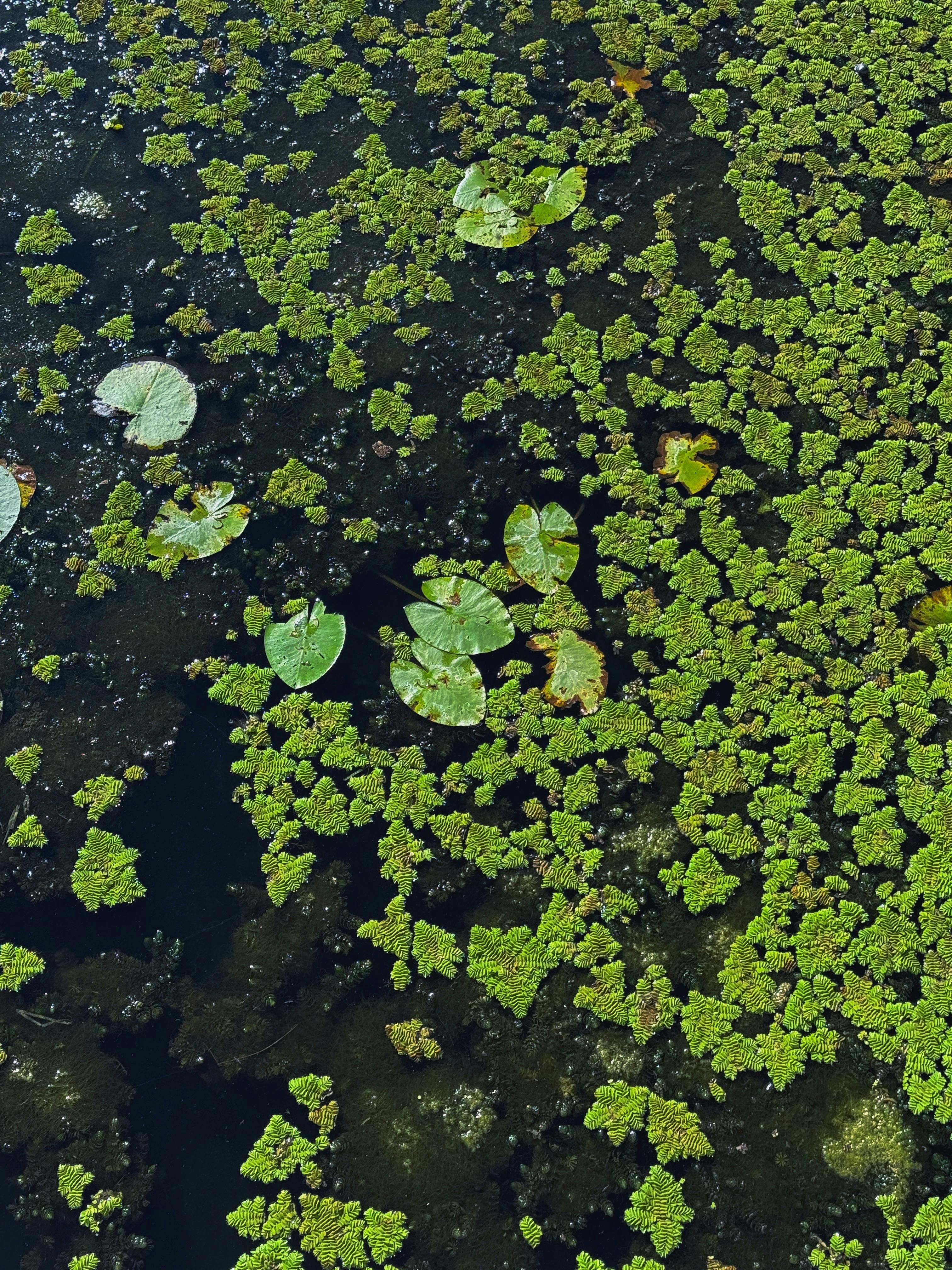 Biotic And Abiotic Components In An Ecosystem Photos, Download The BEST ...