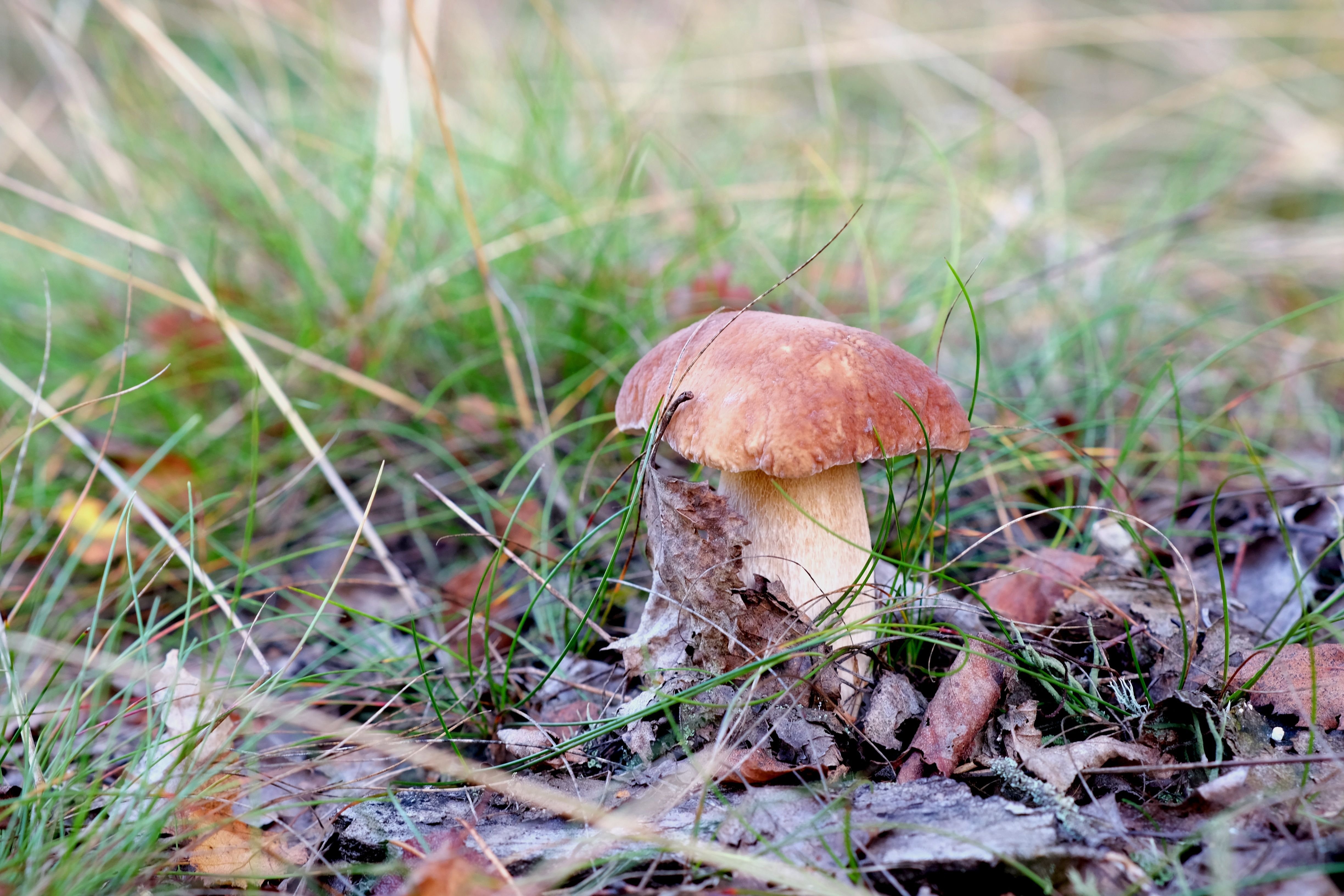 Wild Porcini Mushrooms Growing in Forest Underbrush · Free Stock Photo