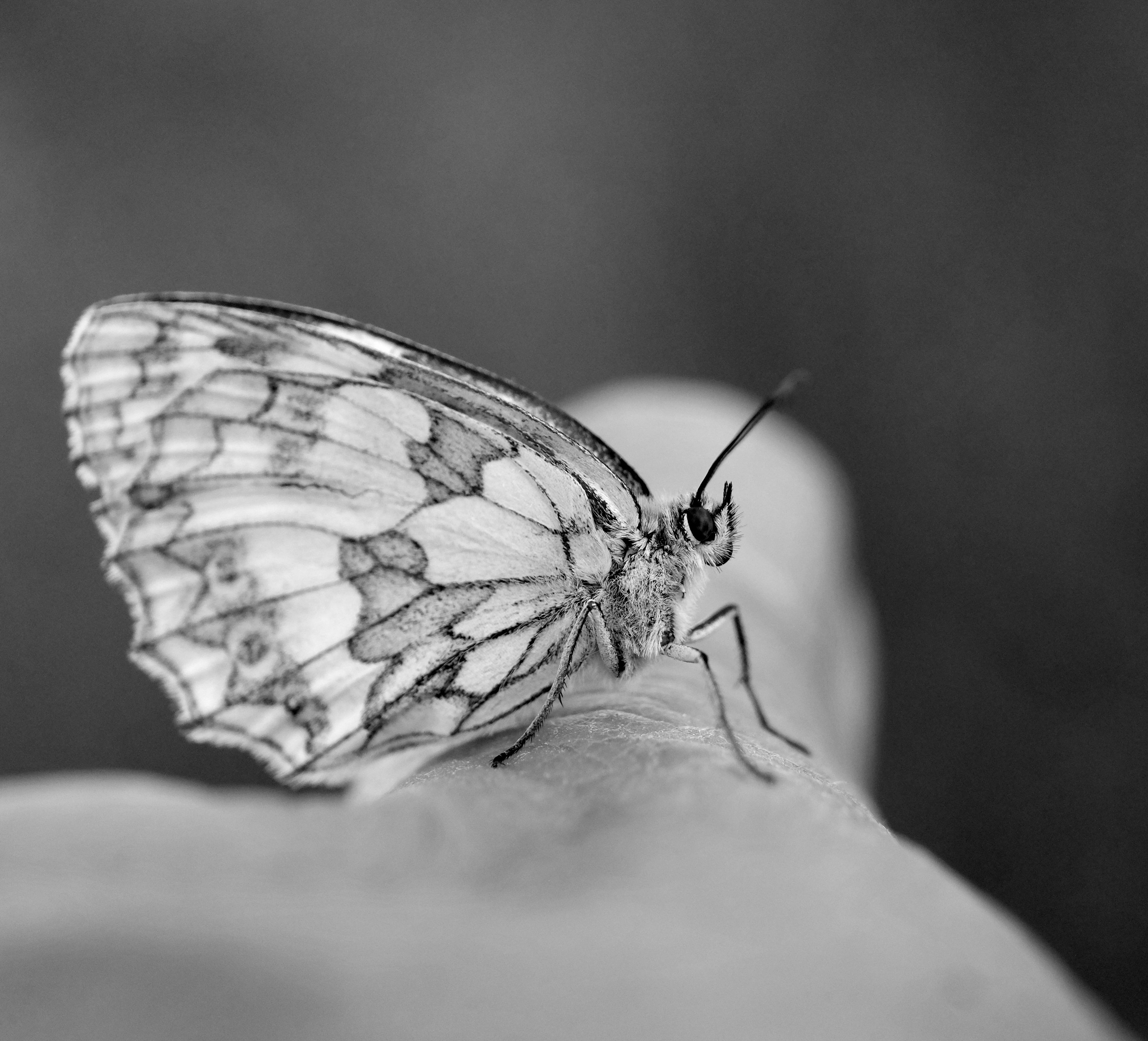 Grayscale Photo of a Butterfly · Free Stock Photo
