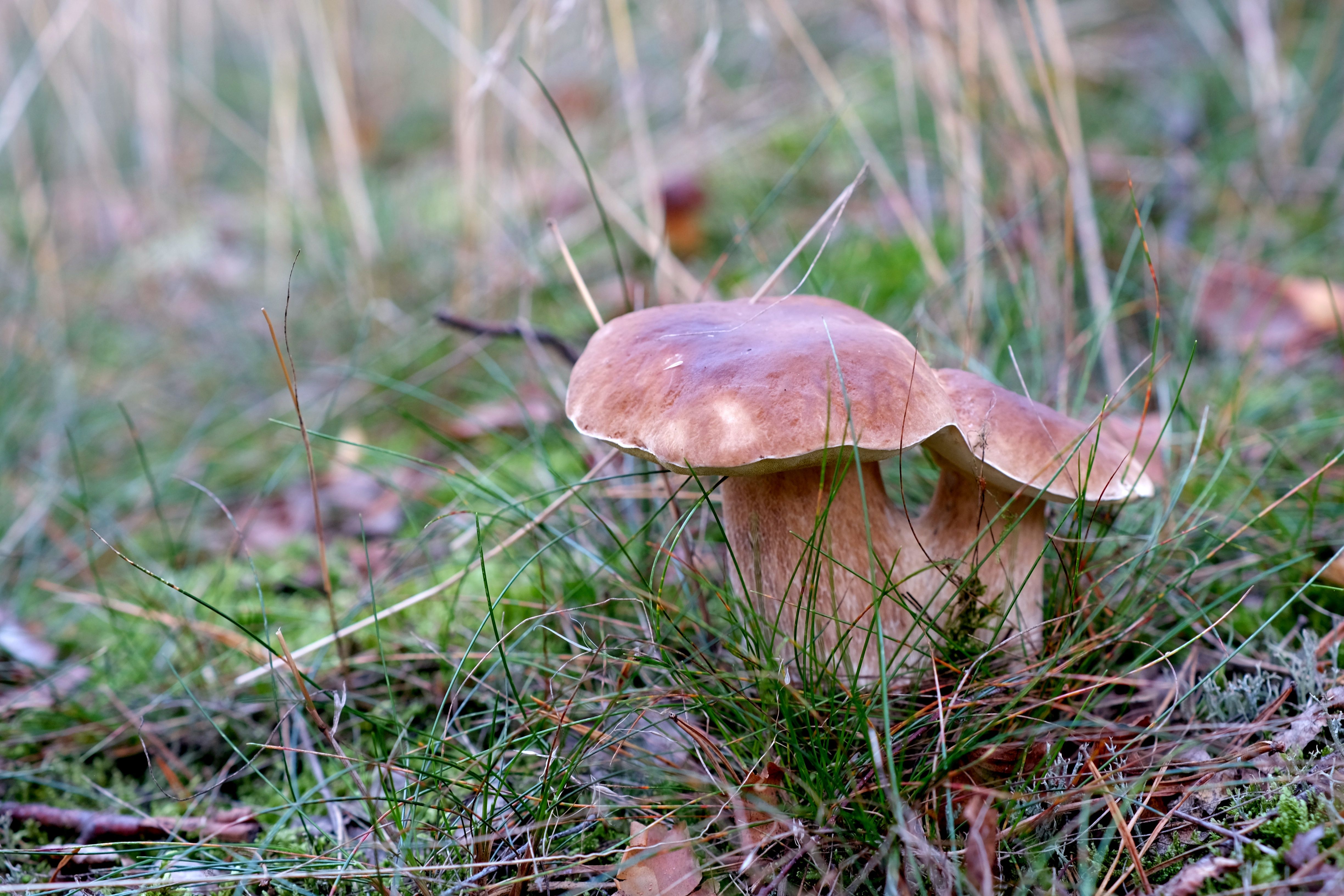 Close-up of Wild Mushroom in Natural Habitat · Free Stock Photo