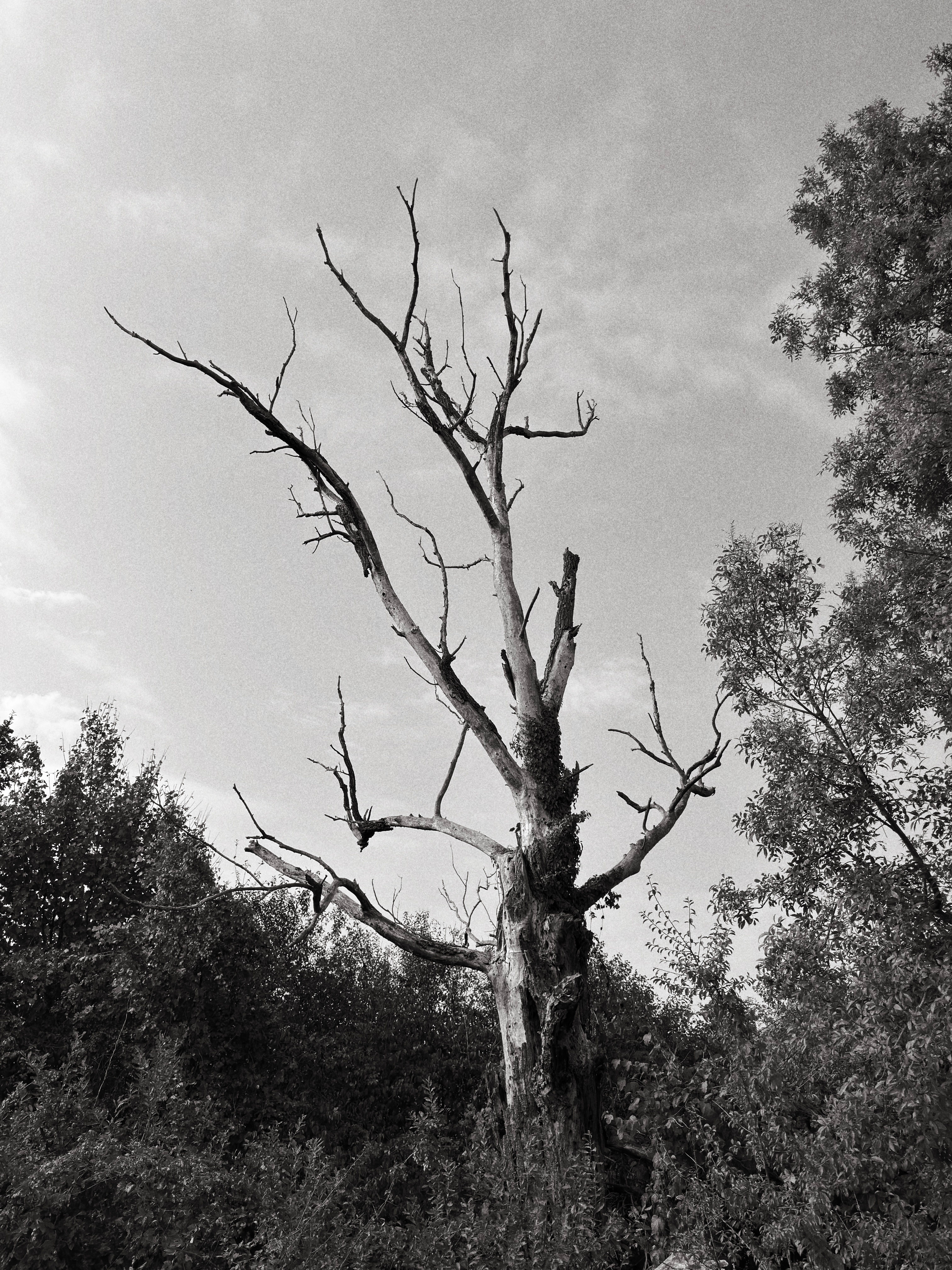 Dead Tree Photos, Download The BEST Free Dead Tree Stock Photos & HD Images