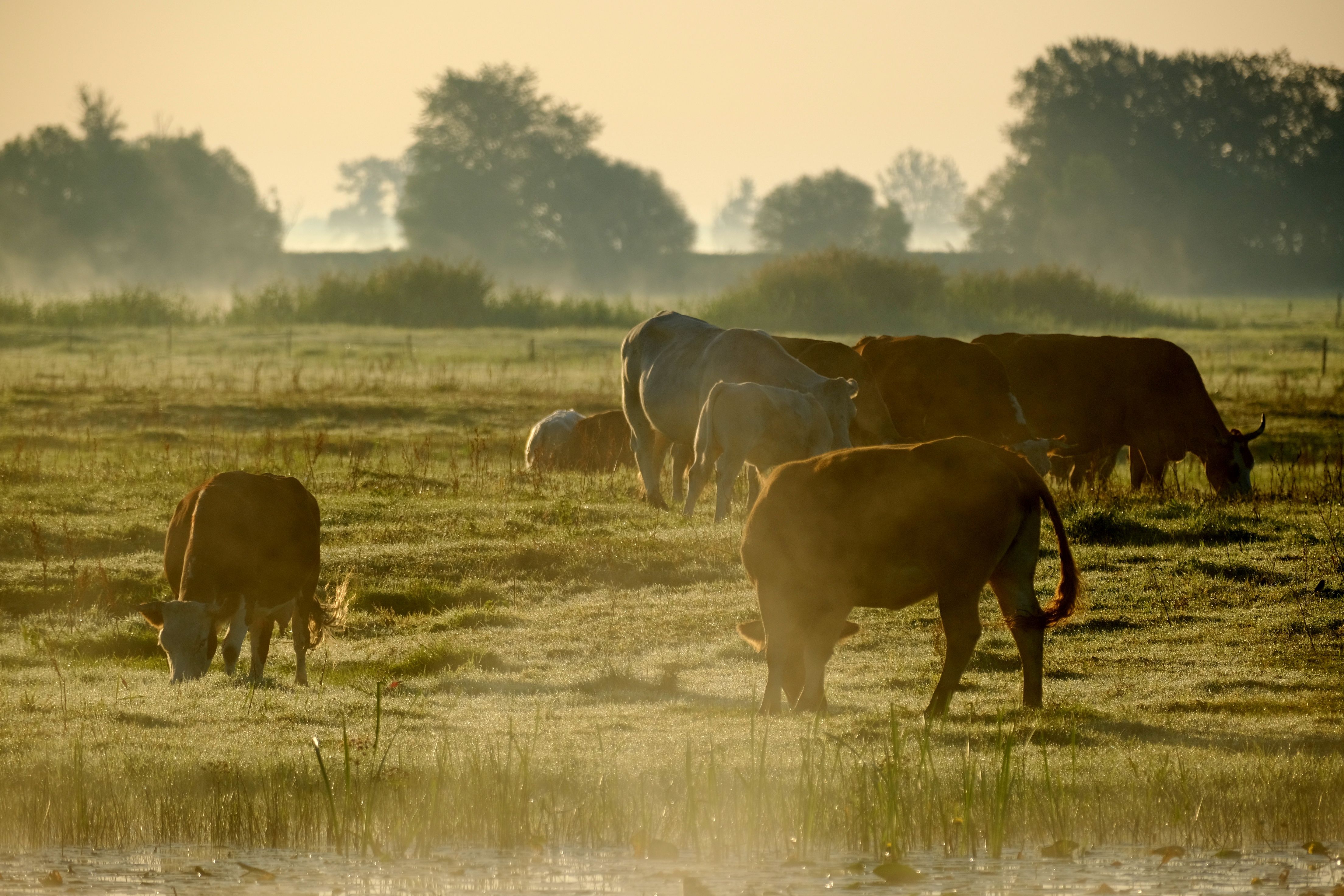 Peaceful Cows in Pasture at Sunrise · Free Stock Photo