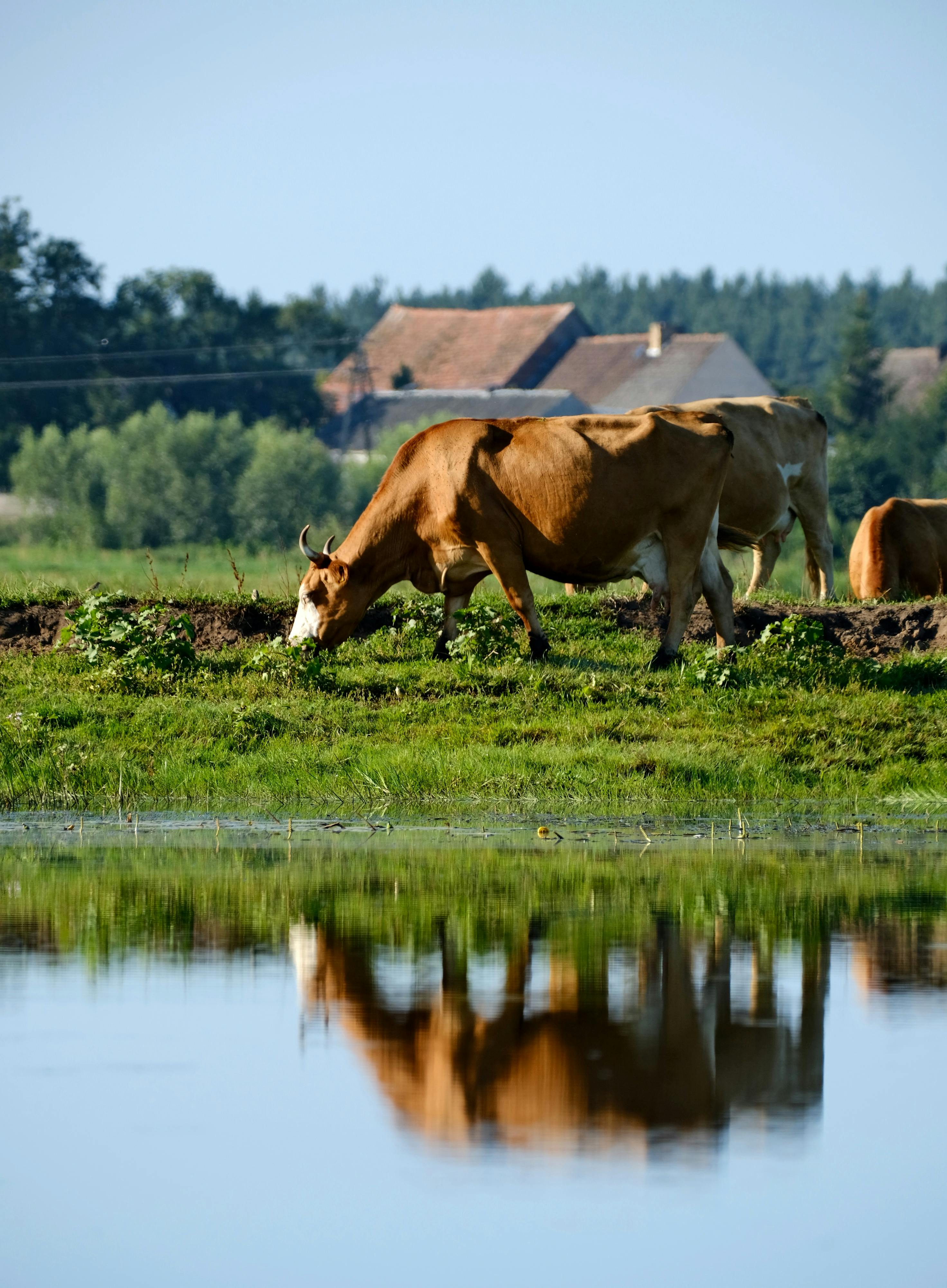 Dairy Farm Photos, Download The BEST Free Dairy Farm Stock Photos & HD ...